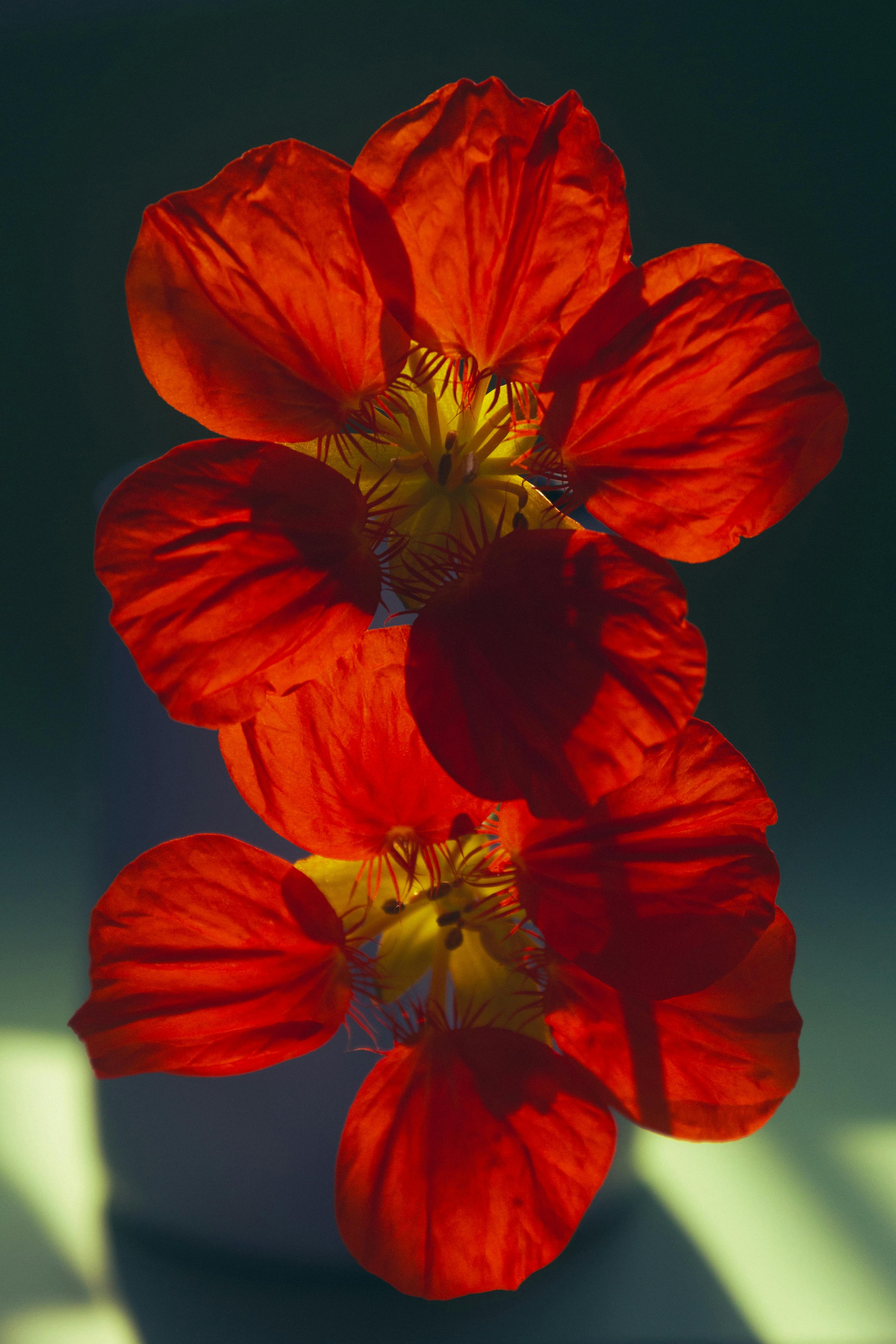 Sunlight Shadow Photos, Download The BEST Free Sunlight Shadow Stock ...