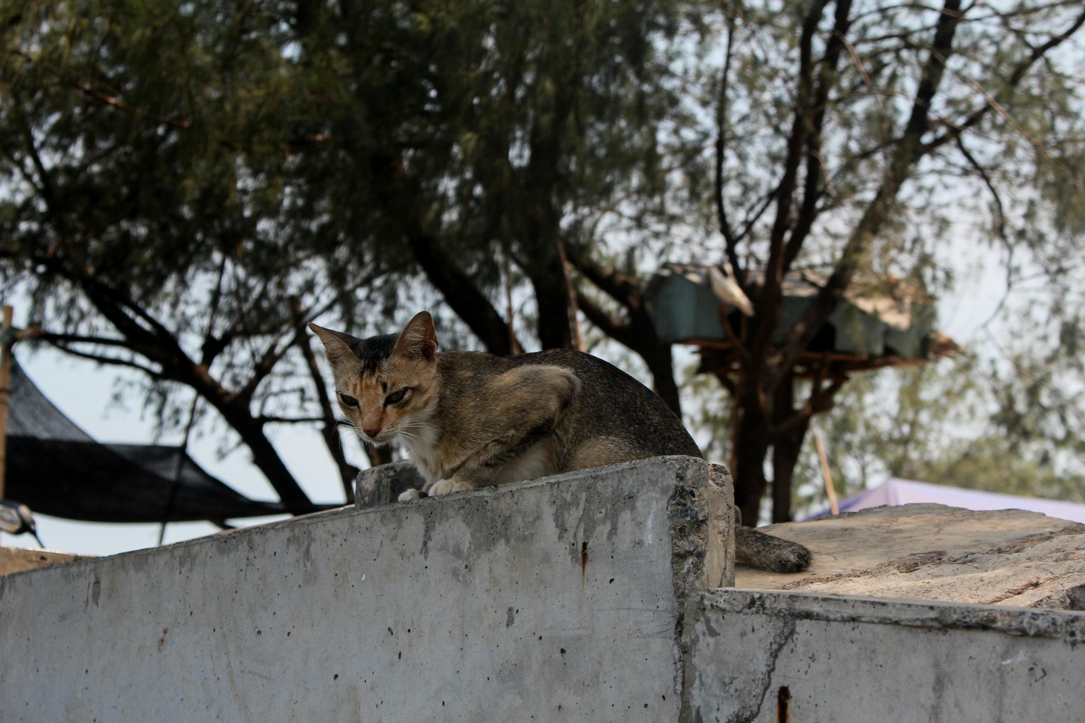 Lan Yao - Photography