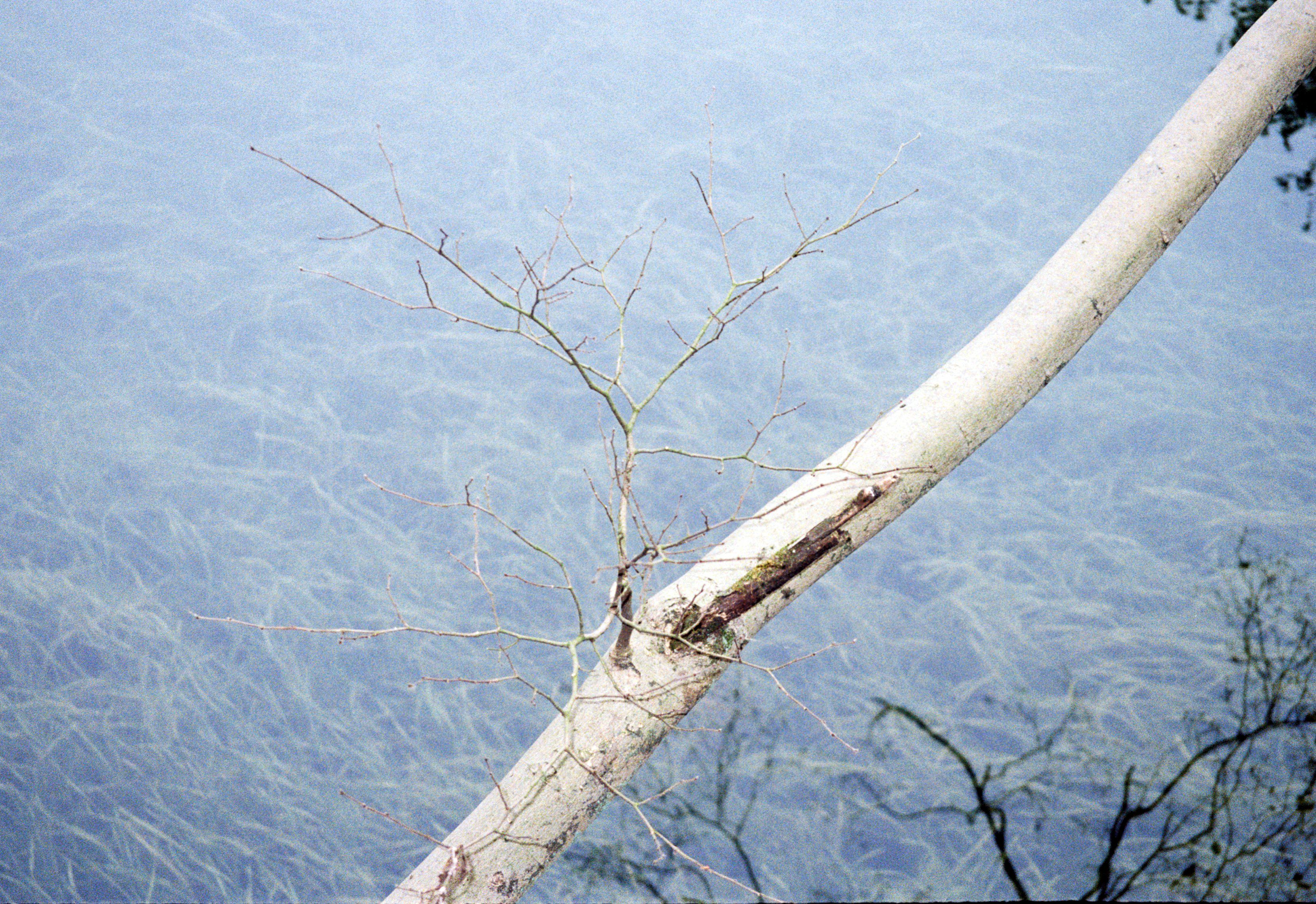 Close-up of a Tree Branch · Free Stock Photo