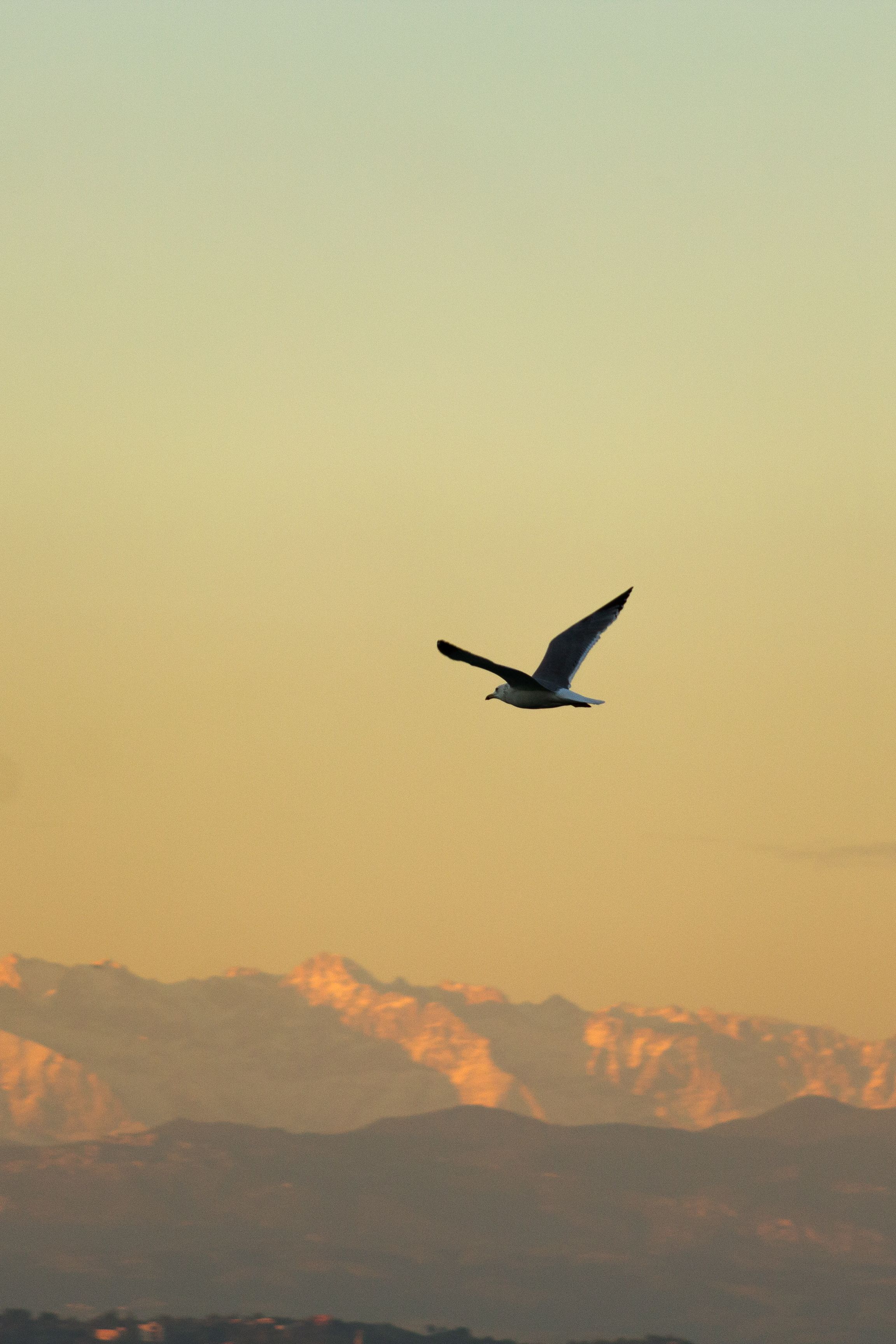 Close-up of a Bird Flying over Mountains · Free Stock Photo