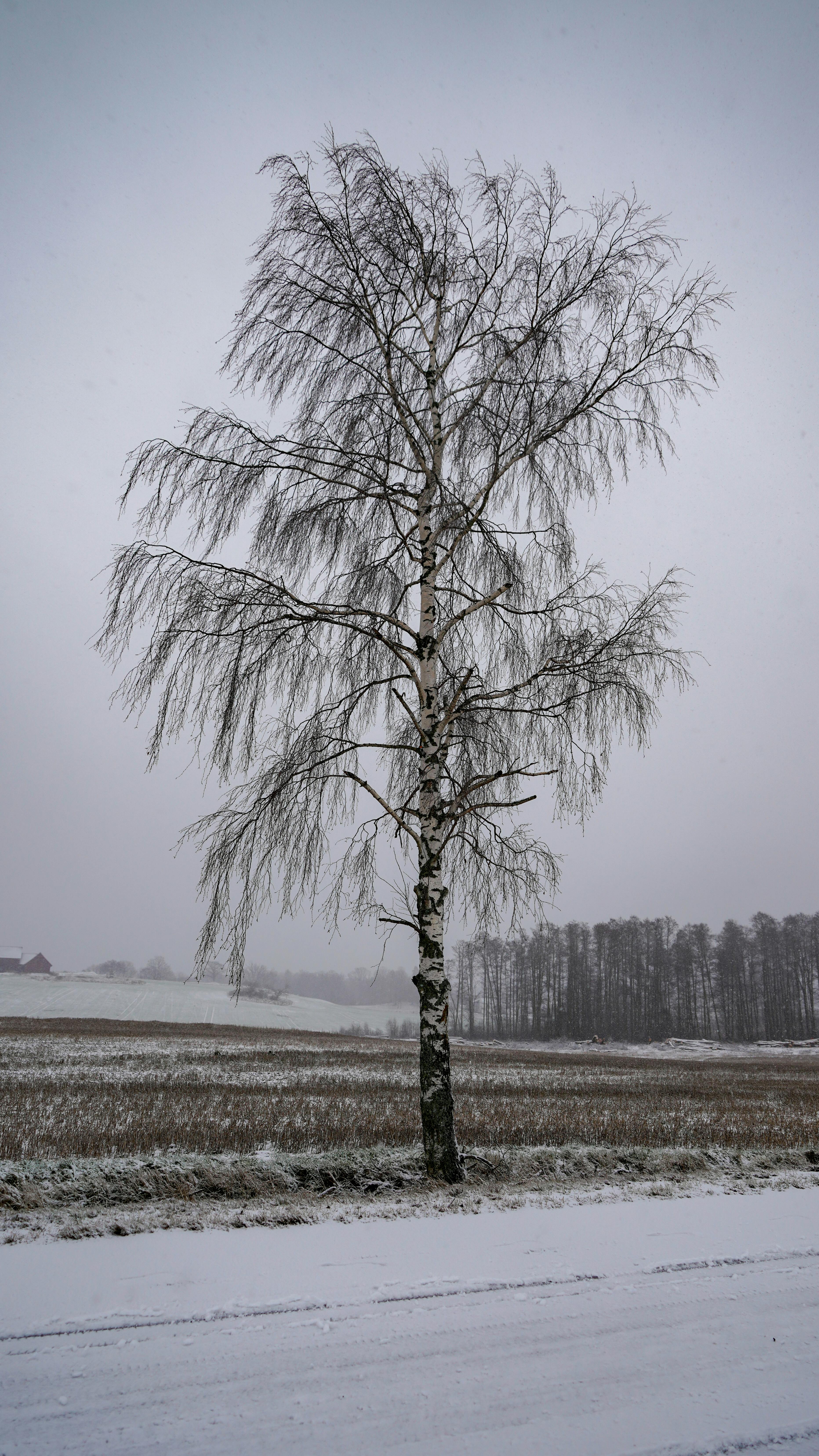 Birch in Winter Rural Scenery · Free Stock Photo