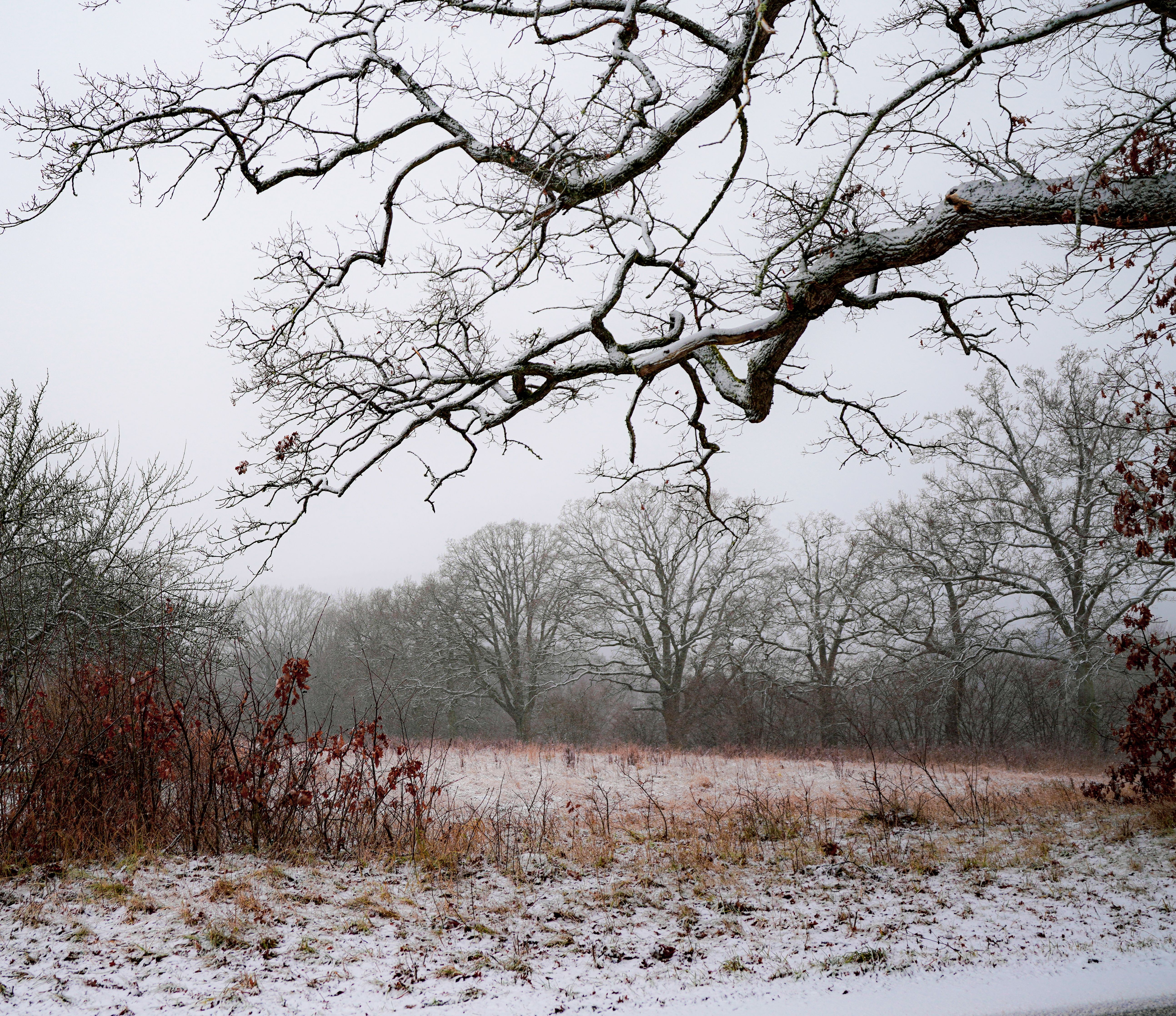 Field Covered in Snow Among Leafless Trees · Free Stock Photo