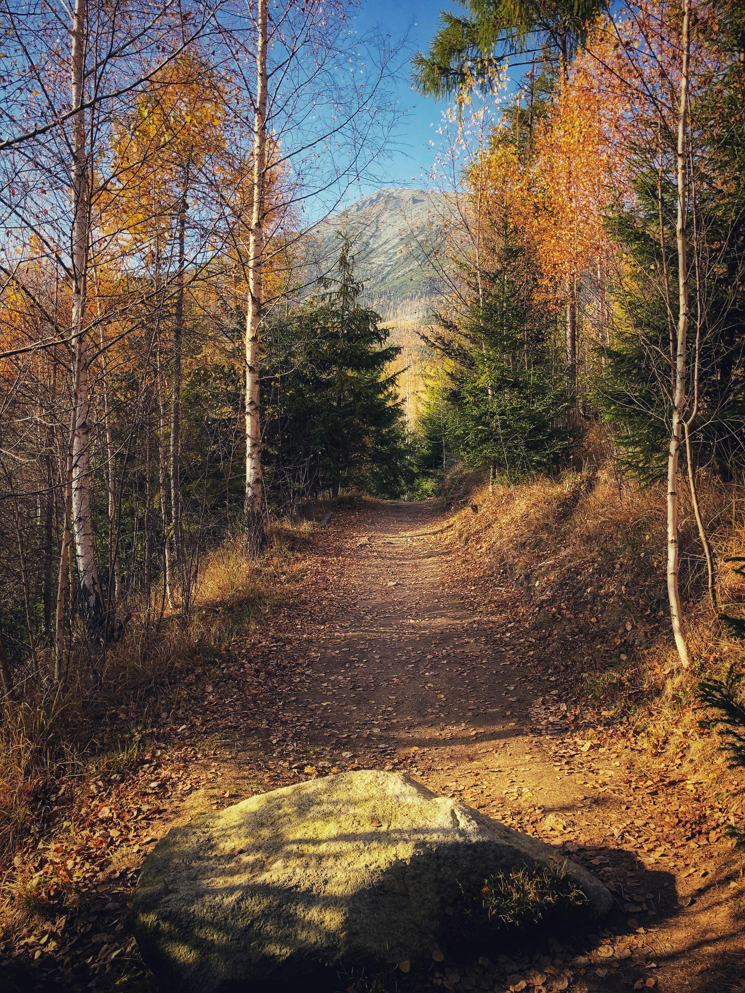 Fork In The Path Photos, Download The BEST Free Fork In The Path Stock ...