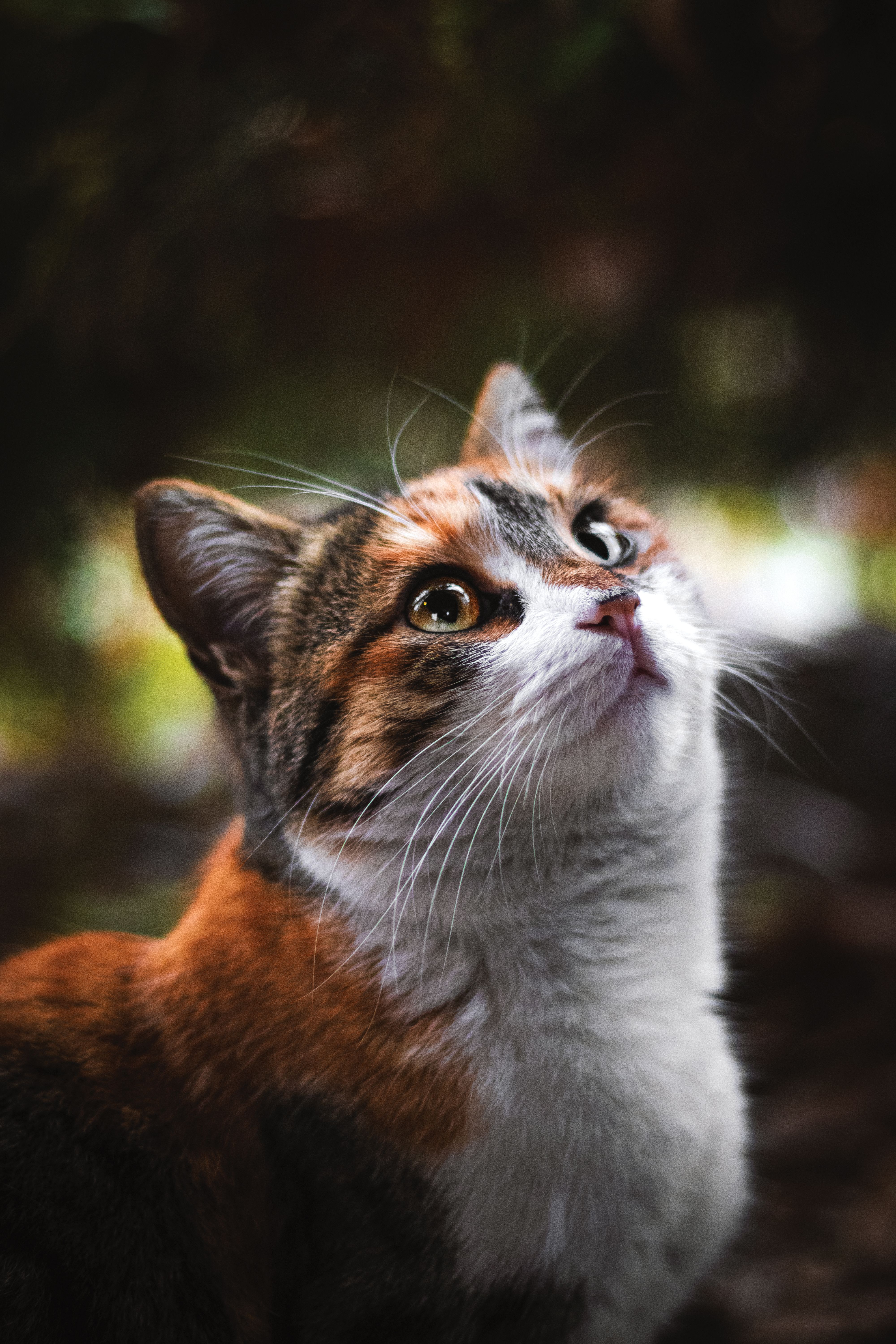 Foto de stock gratuita sobre bigotes, calicó, de cerca, felino ...