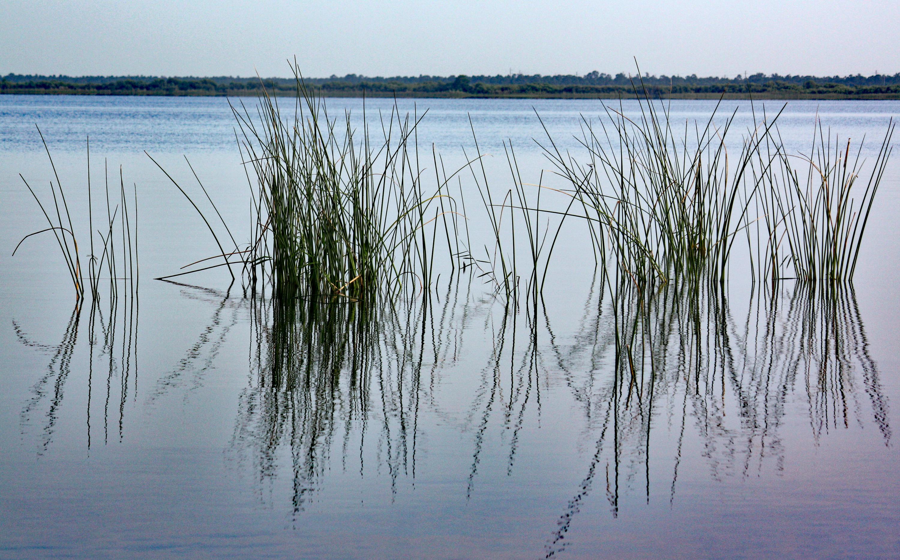 Grass in Water Reflection · Free Stock Photo