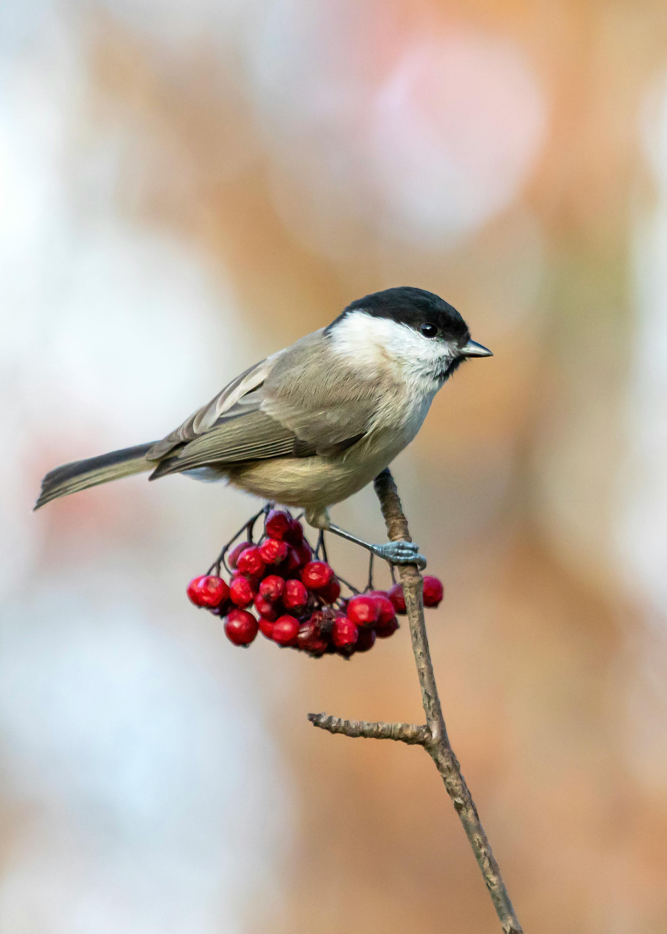 138.546+ Fotos y Imágenes de Dragon-animal Gratis · Banco de Fotos Gratis