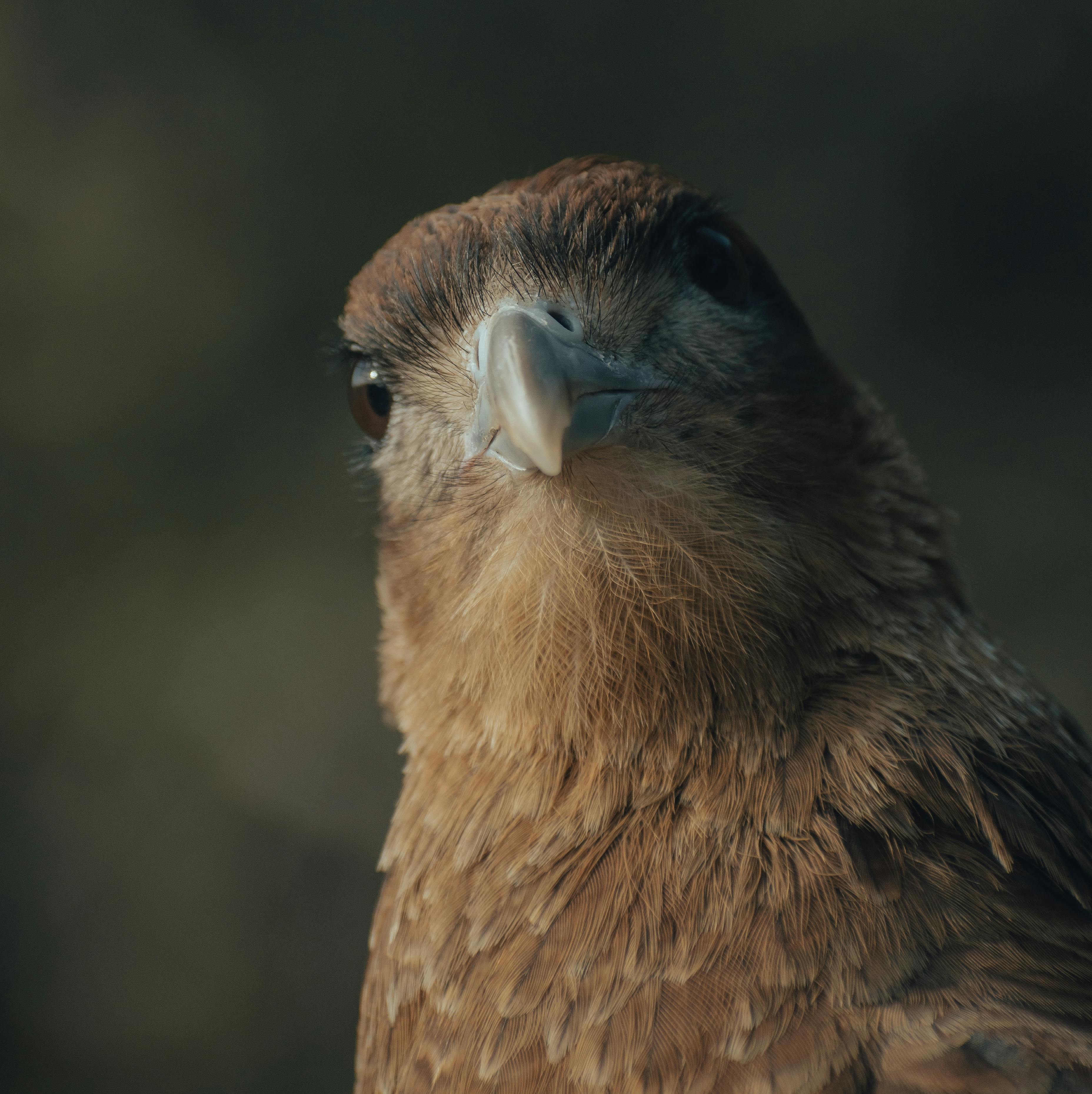 Portraits Nature Photos, Download The BEST Free Portraits Nature Stock ...