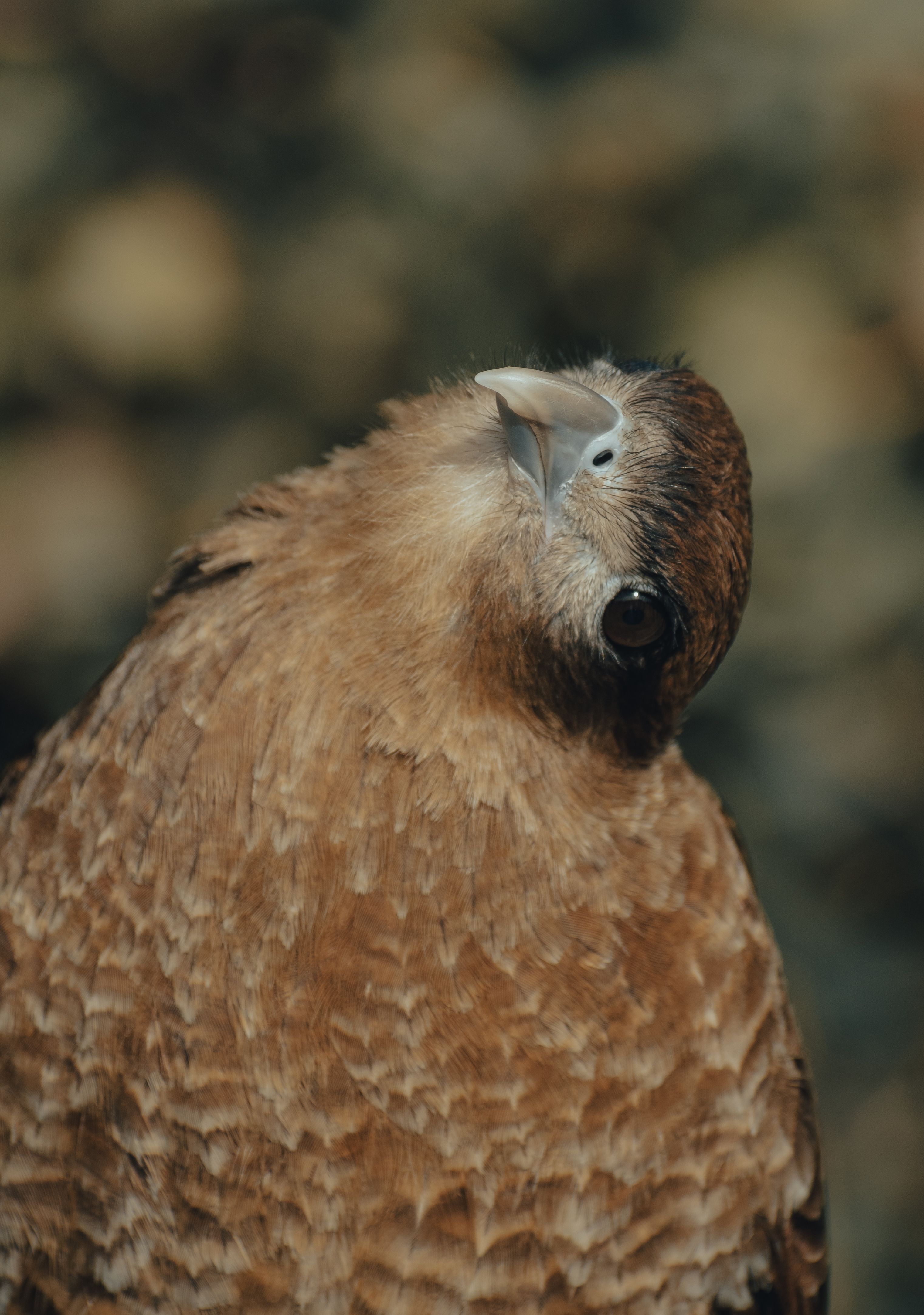 A brown bird with a beak looking up · Free Stock Photo