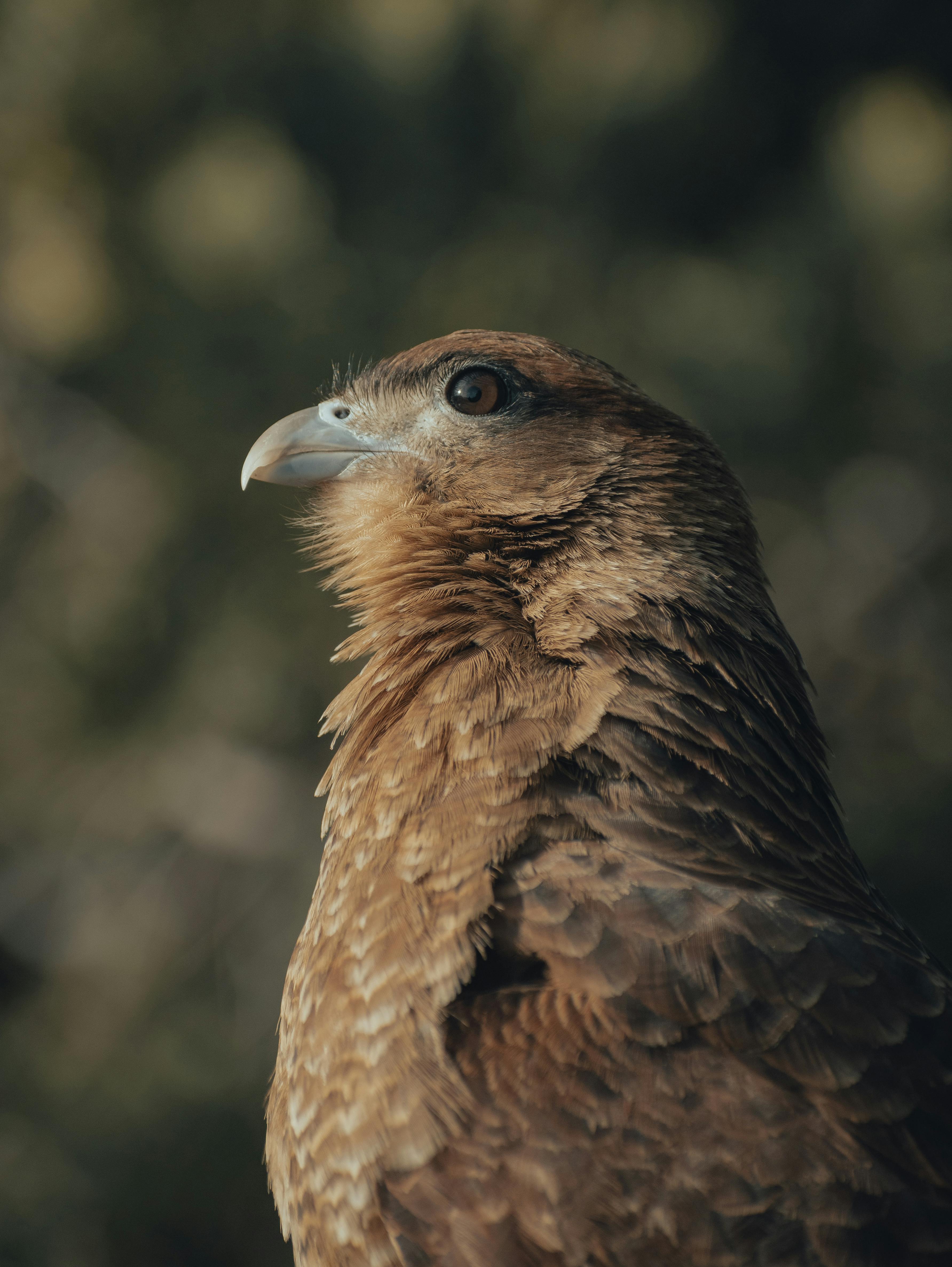 Portrait of Chimango Caracara Bird · Free Stock Photo