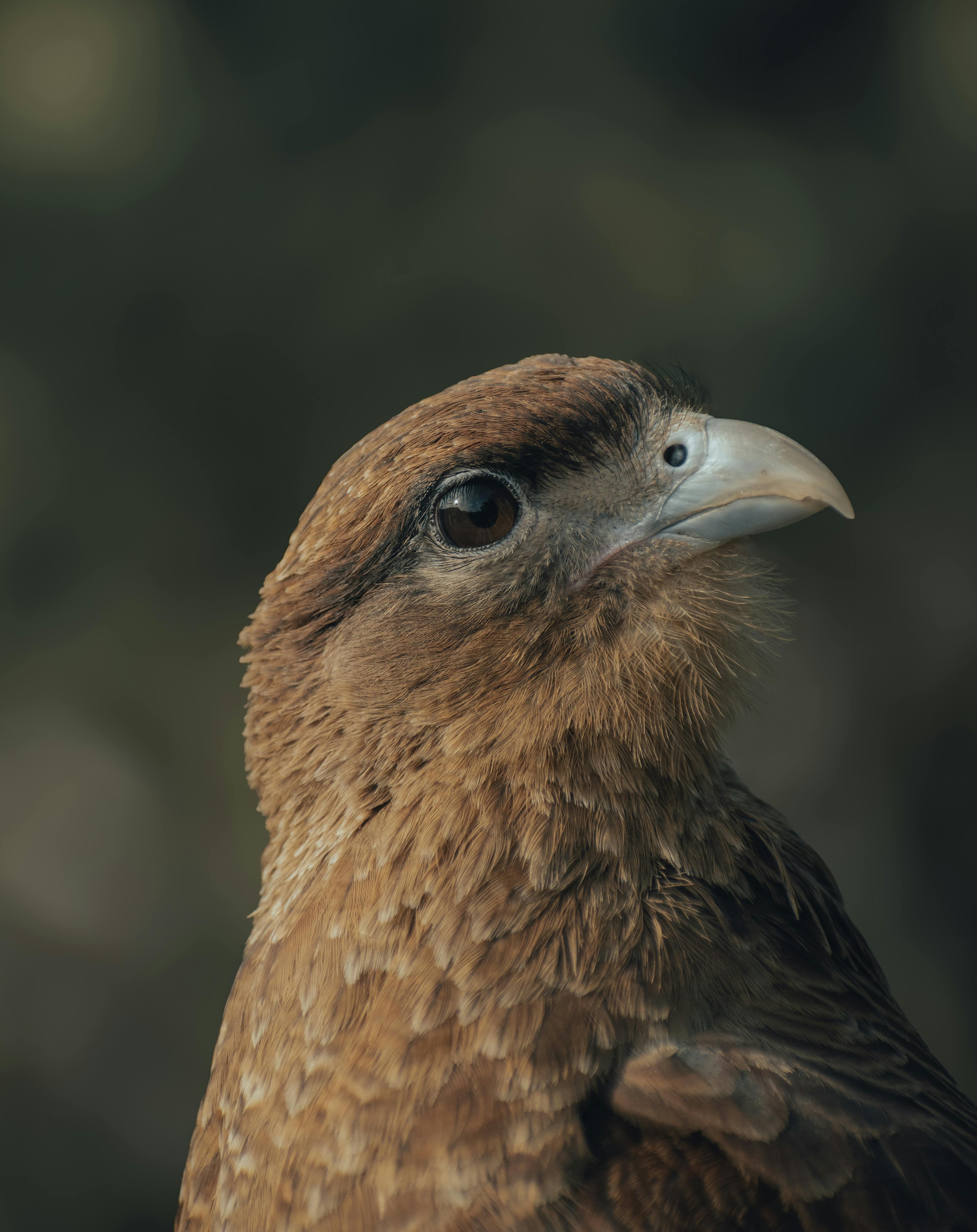 Portrait of Chimango Caracara Bird · Free Stock Photo