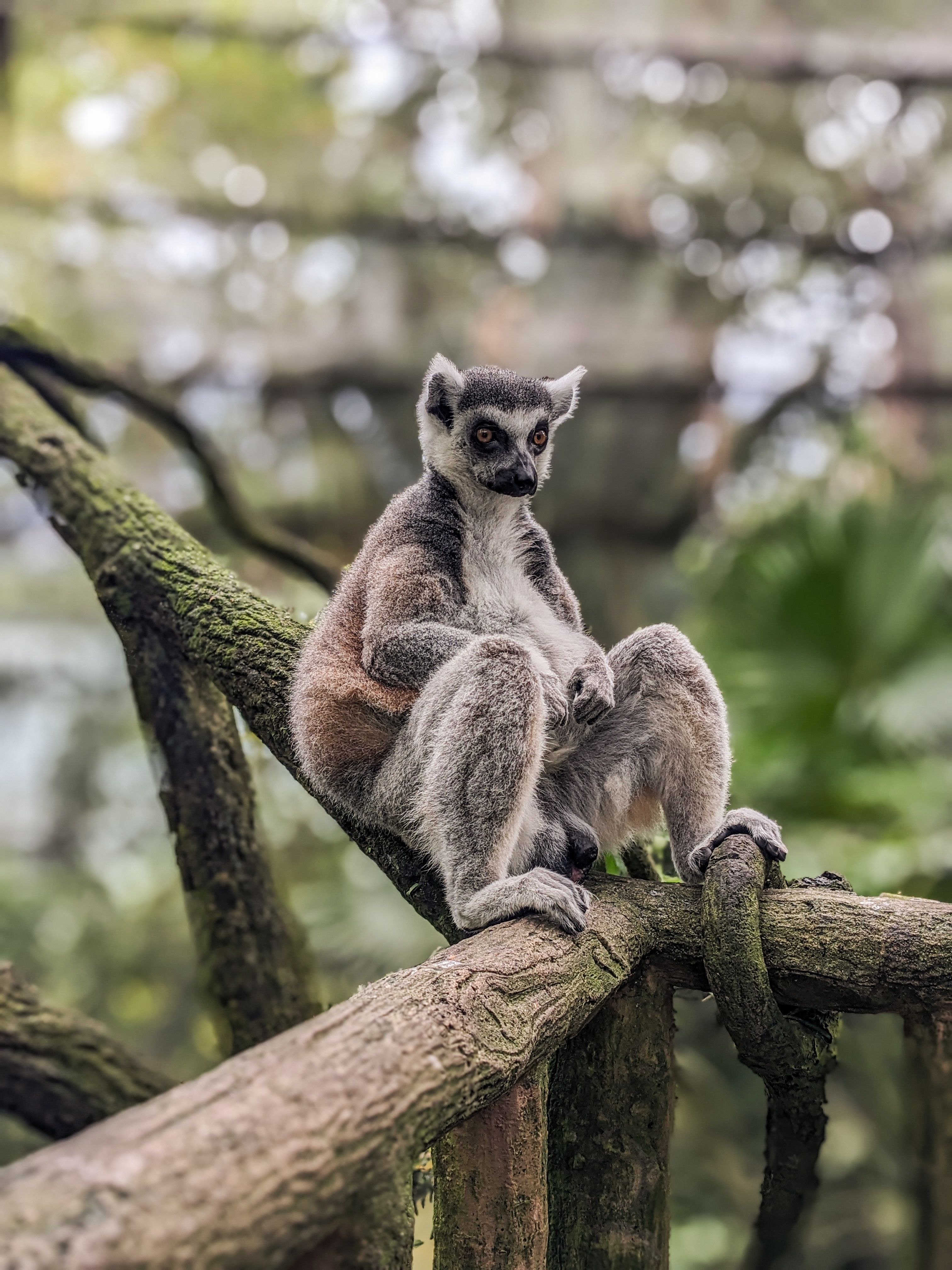 Lemur Photos, Download The BEST Free Lemur Stock Photos & HD Images