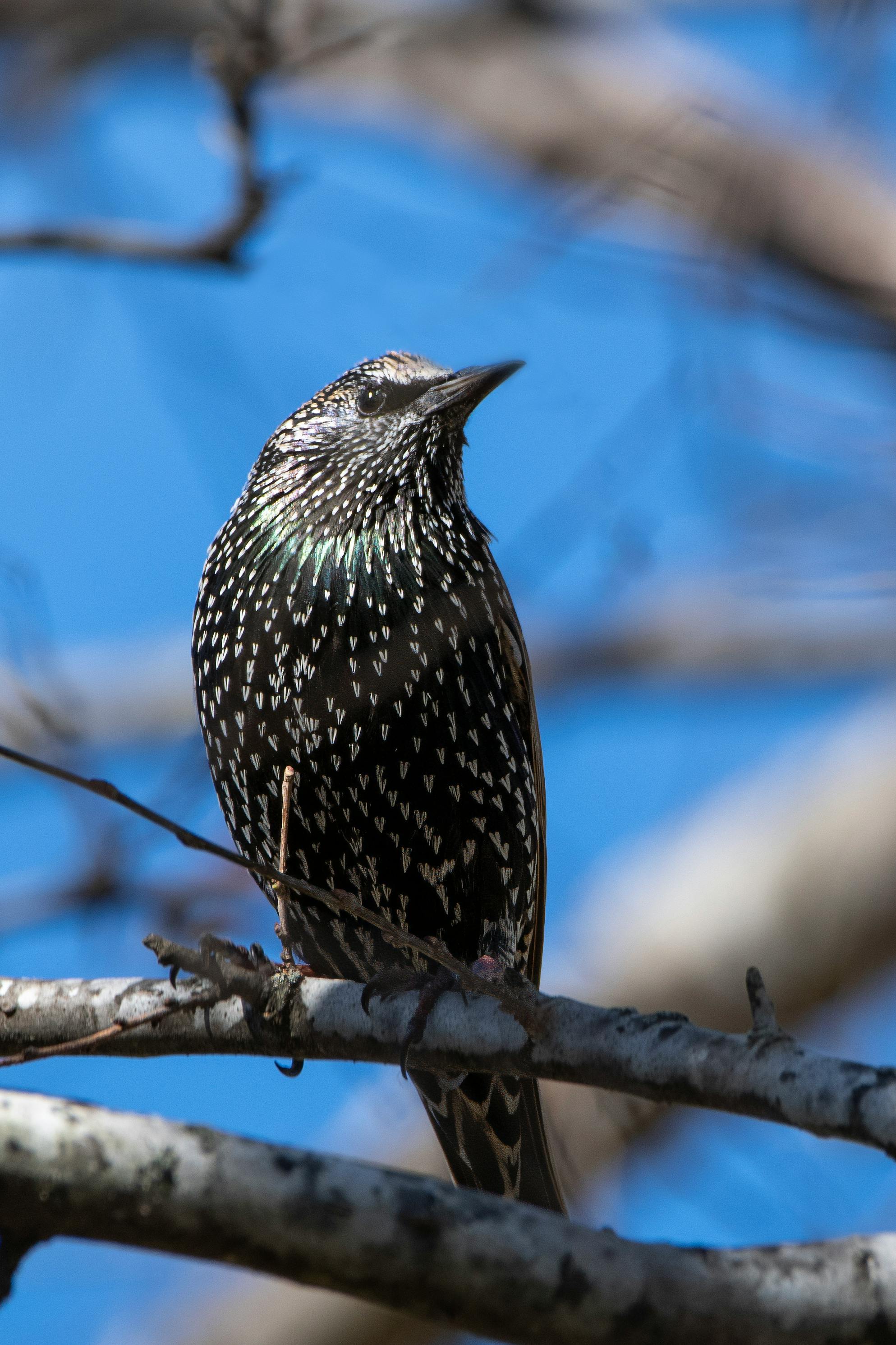 Close-up Photo of Black Bird Perched on Branch · Free Stock Photo