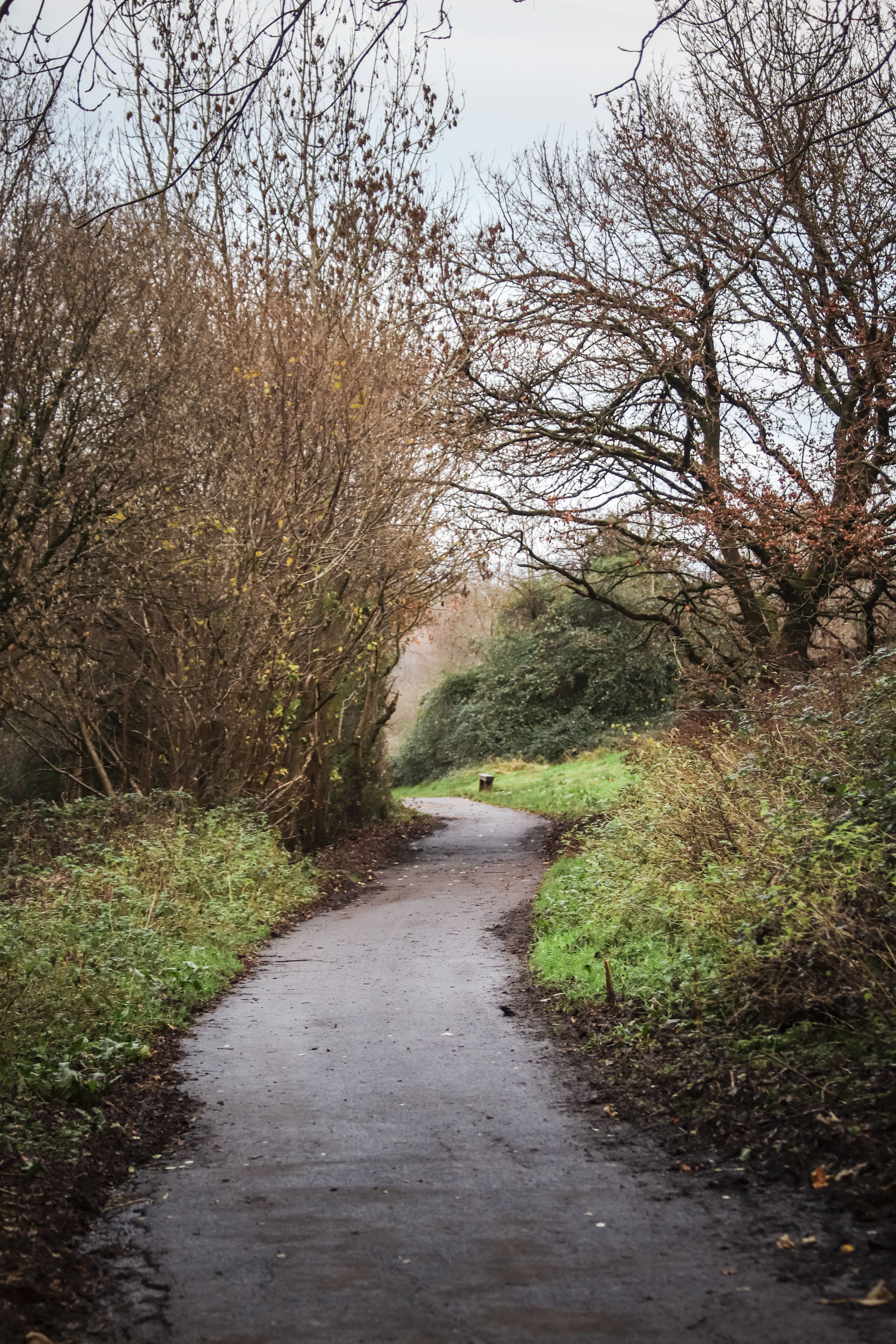 Footpath Between Bushes in Countryside · Free Stock Photo