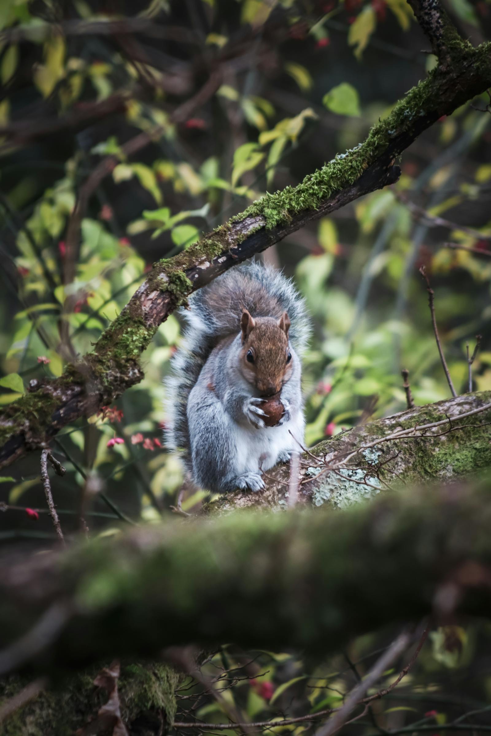 Squirrels Photos, Download The BEST Free Squirrels Stock Photos & HD Images