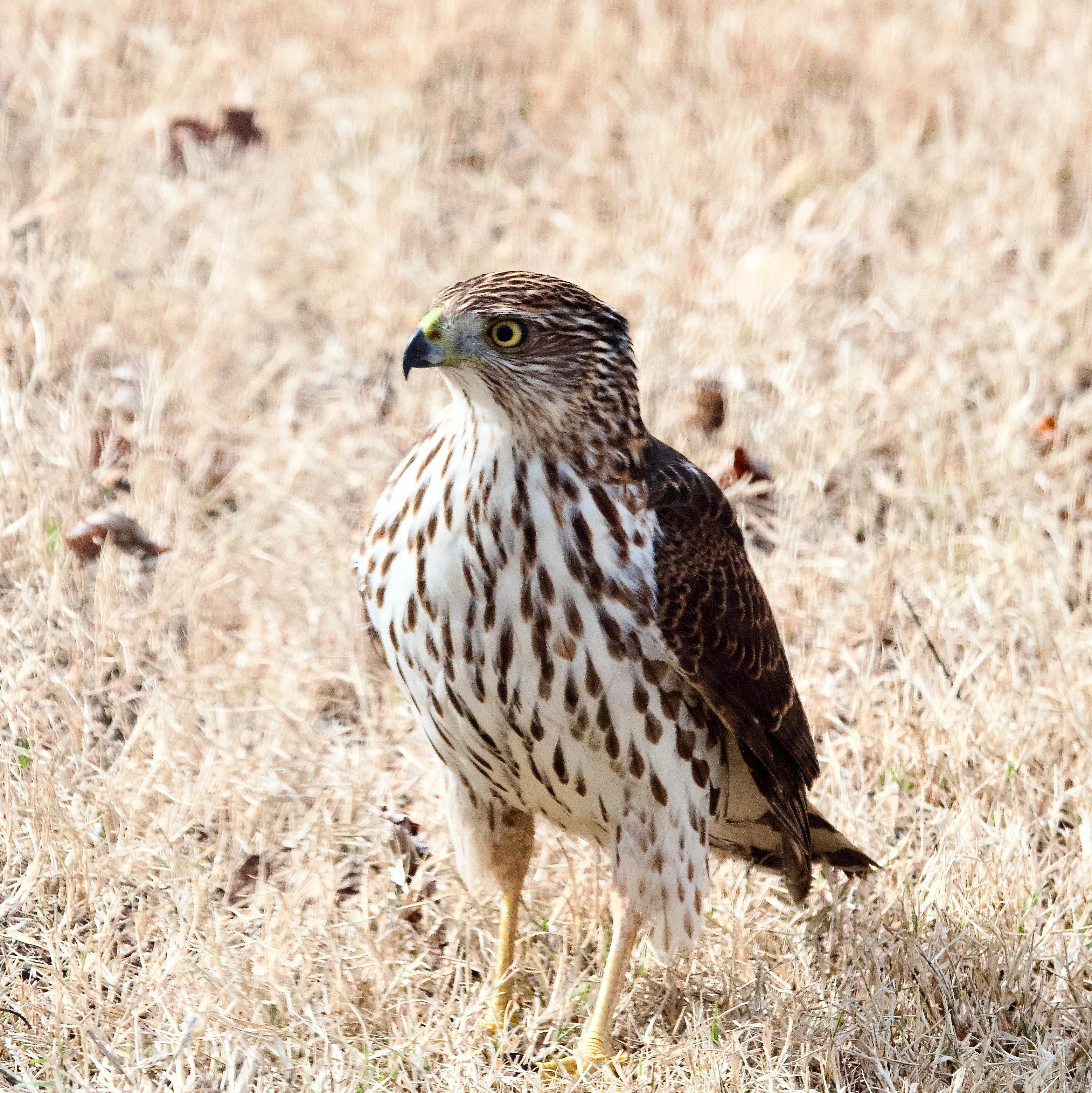 Hawk Standing on Dry Meadow · Free Stock Photo