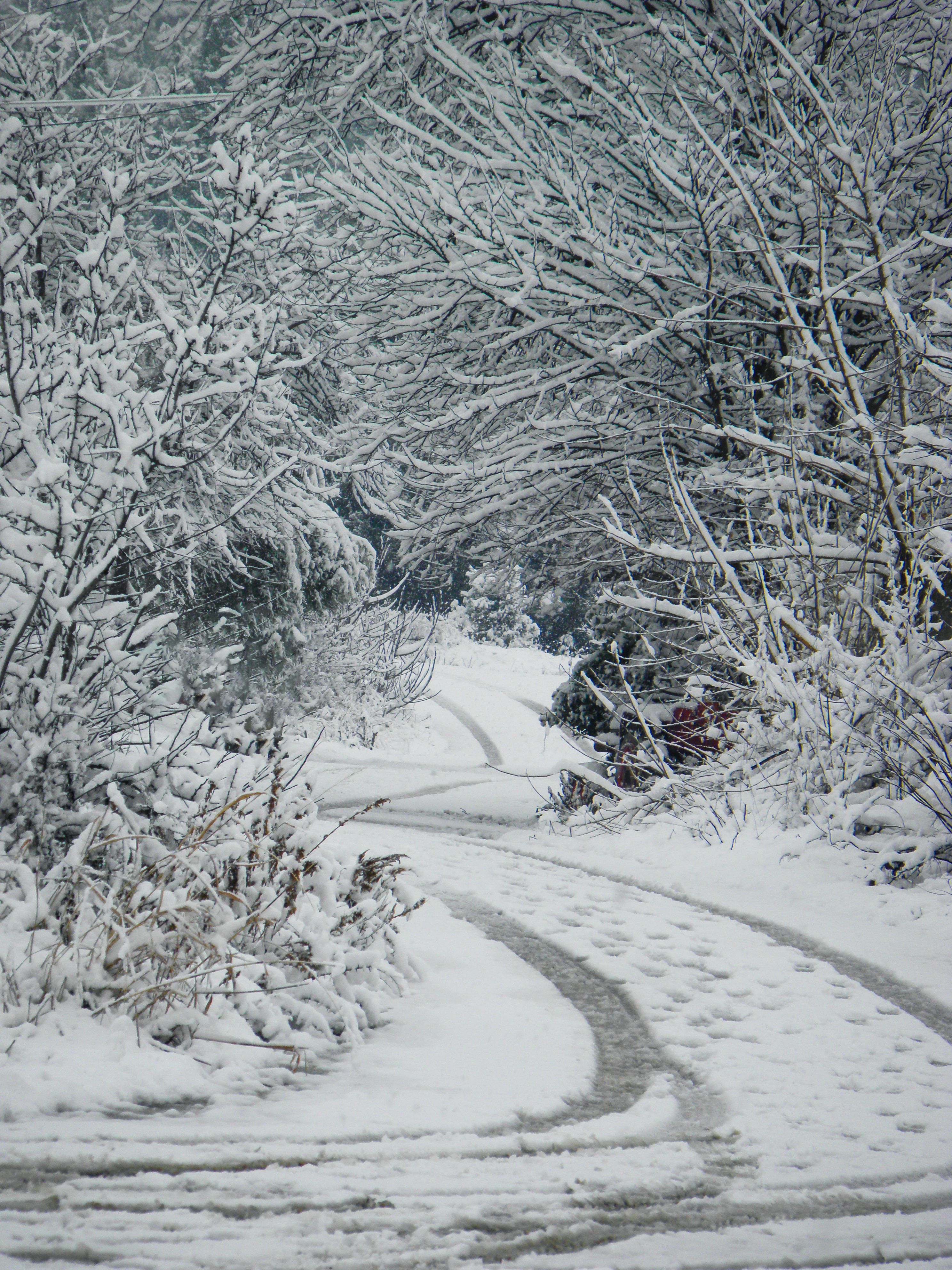 Snow Laden Trees Photos, Download The BEST Free Snow Laden Trees Stock ...