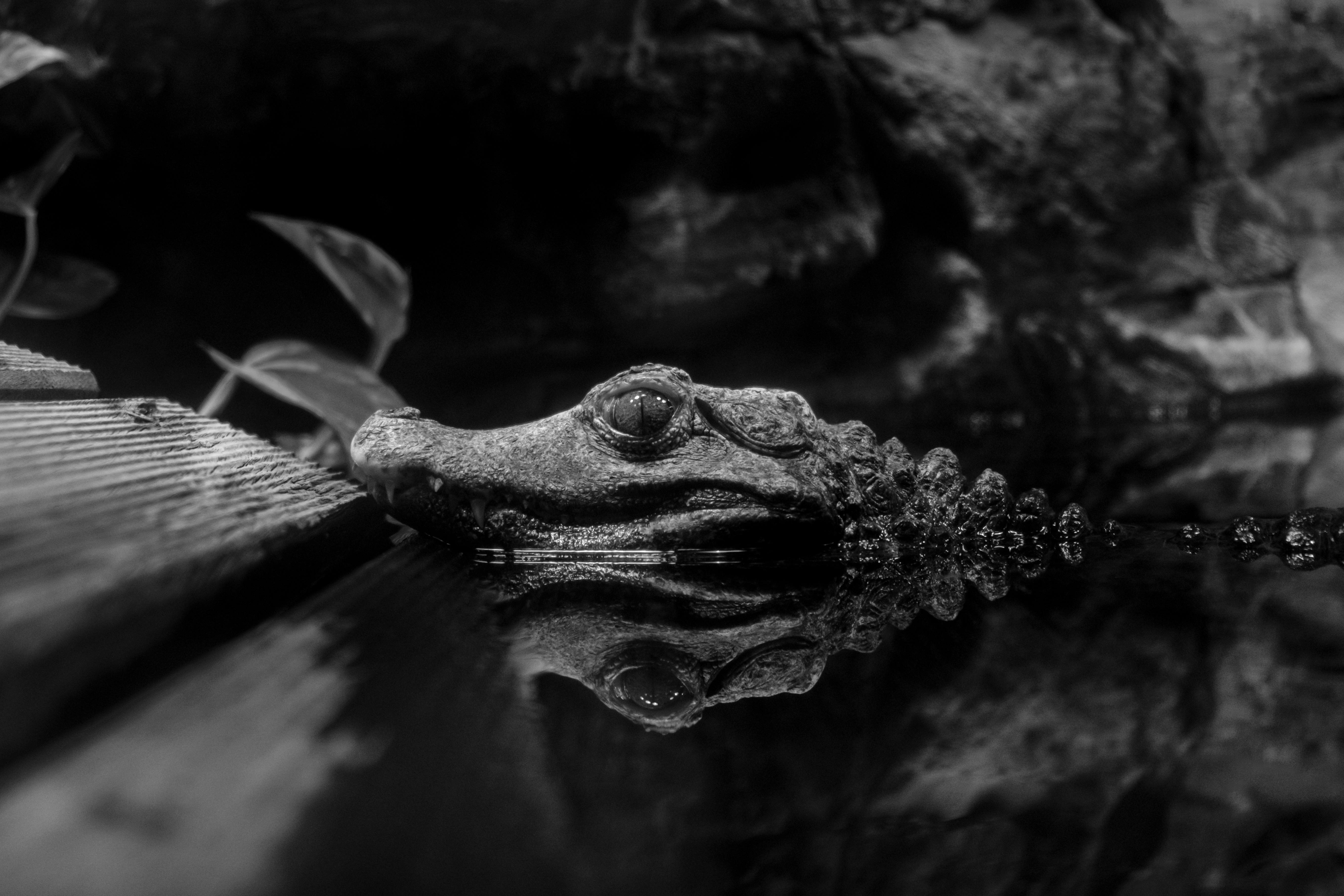 Alligator Photos, Download The BEST Free Alligator Stock Photos & HD Images