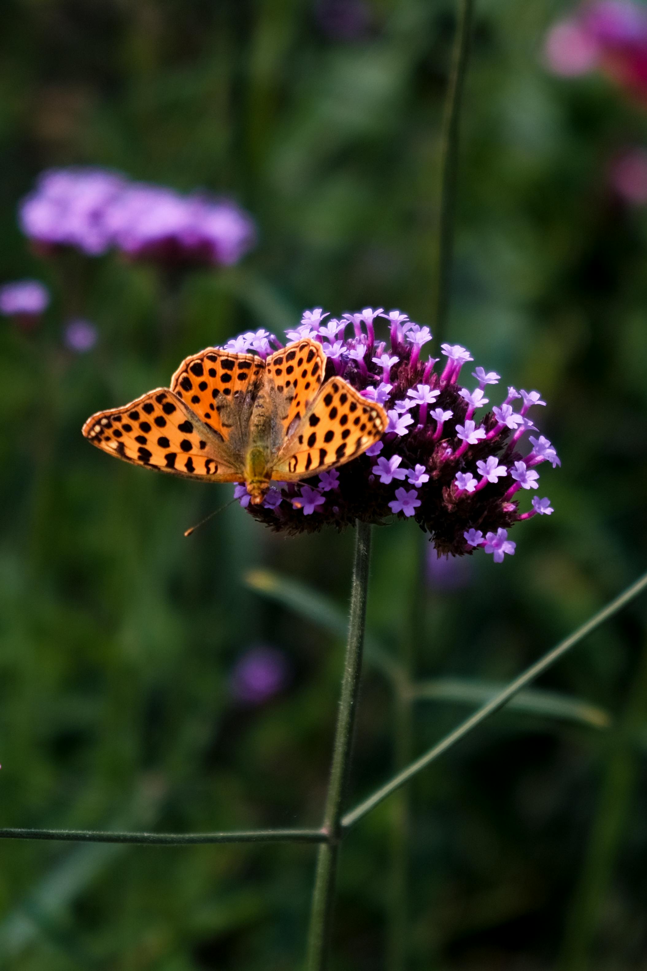 Selective Focus Photography of Butterfly · Free Stock Photo
