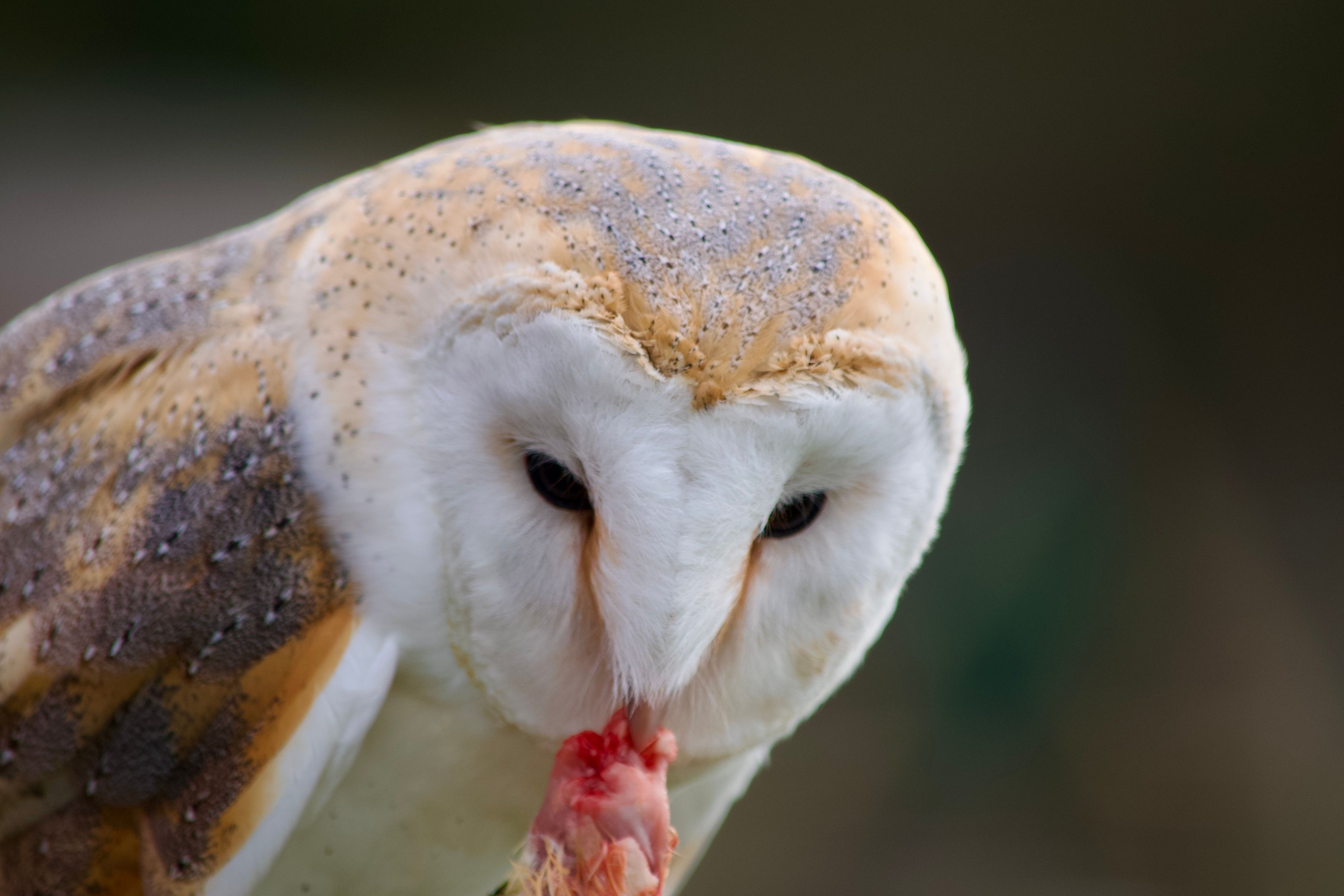 1.704+ Fotos y Imágenes de Hannah owl Gratis · Banco de Fotos Gratis