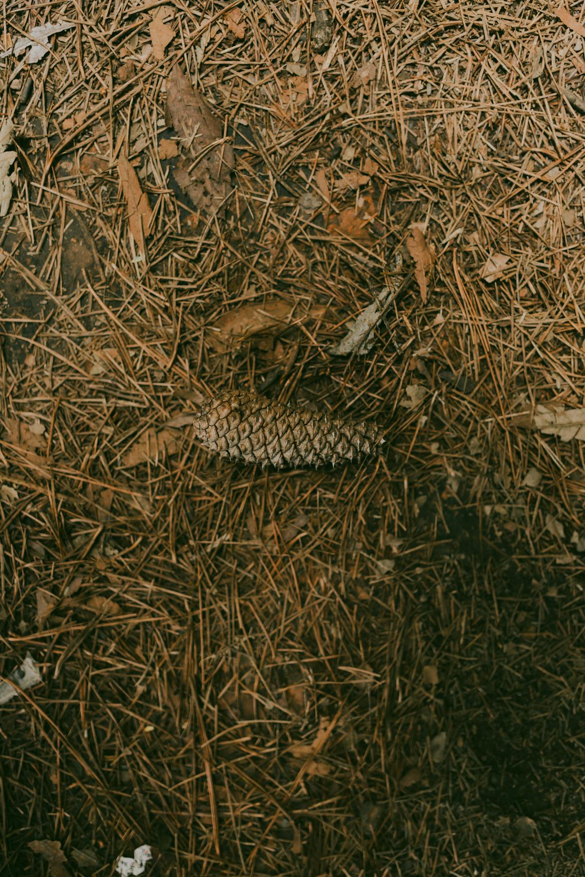 Long Cone Photos, Download The BEST Free Long Cone Stock Photos & HD Images