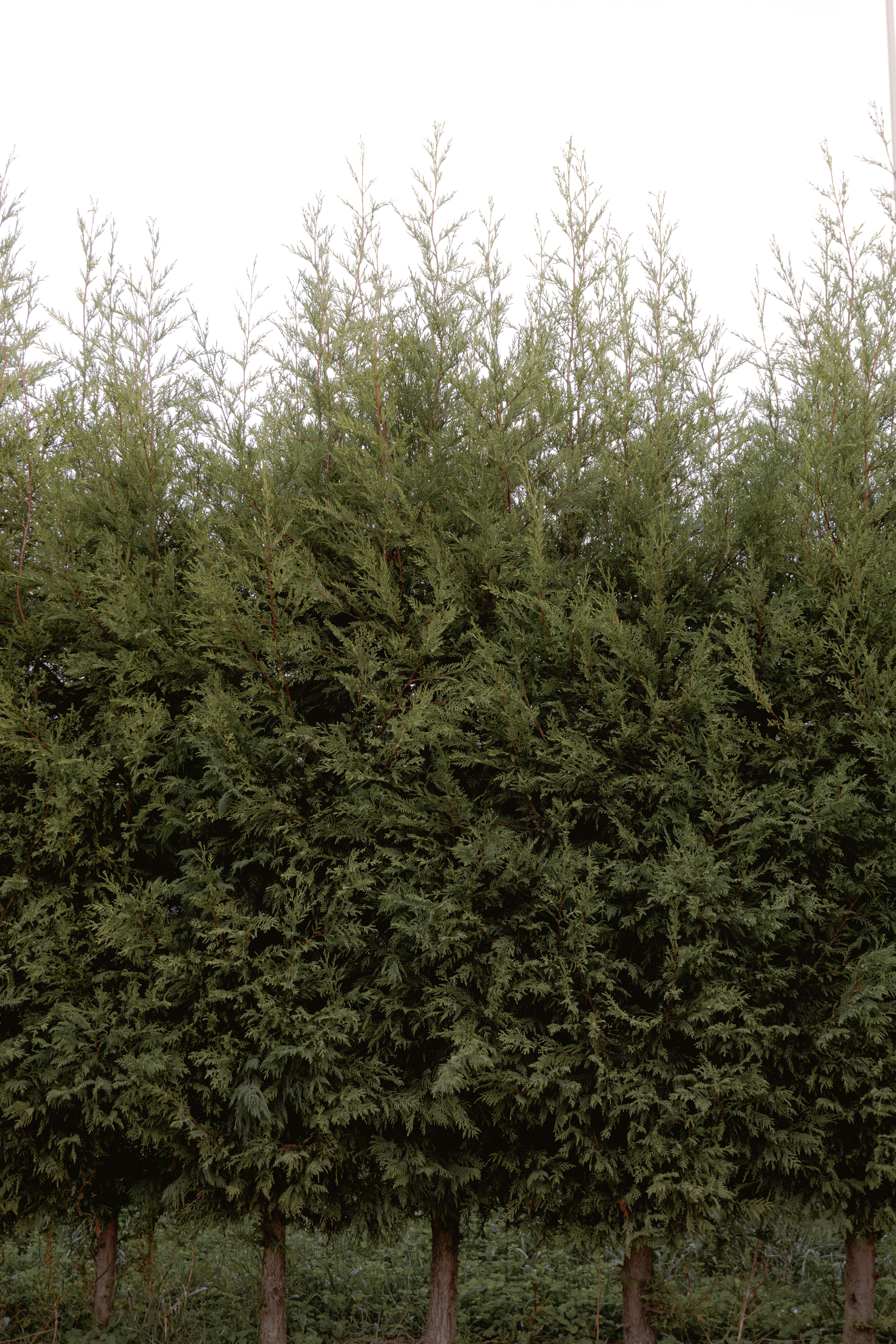 Green Conifer Trees in Row · Free Stock Photo