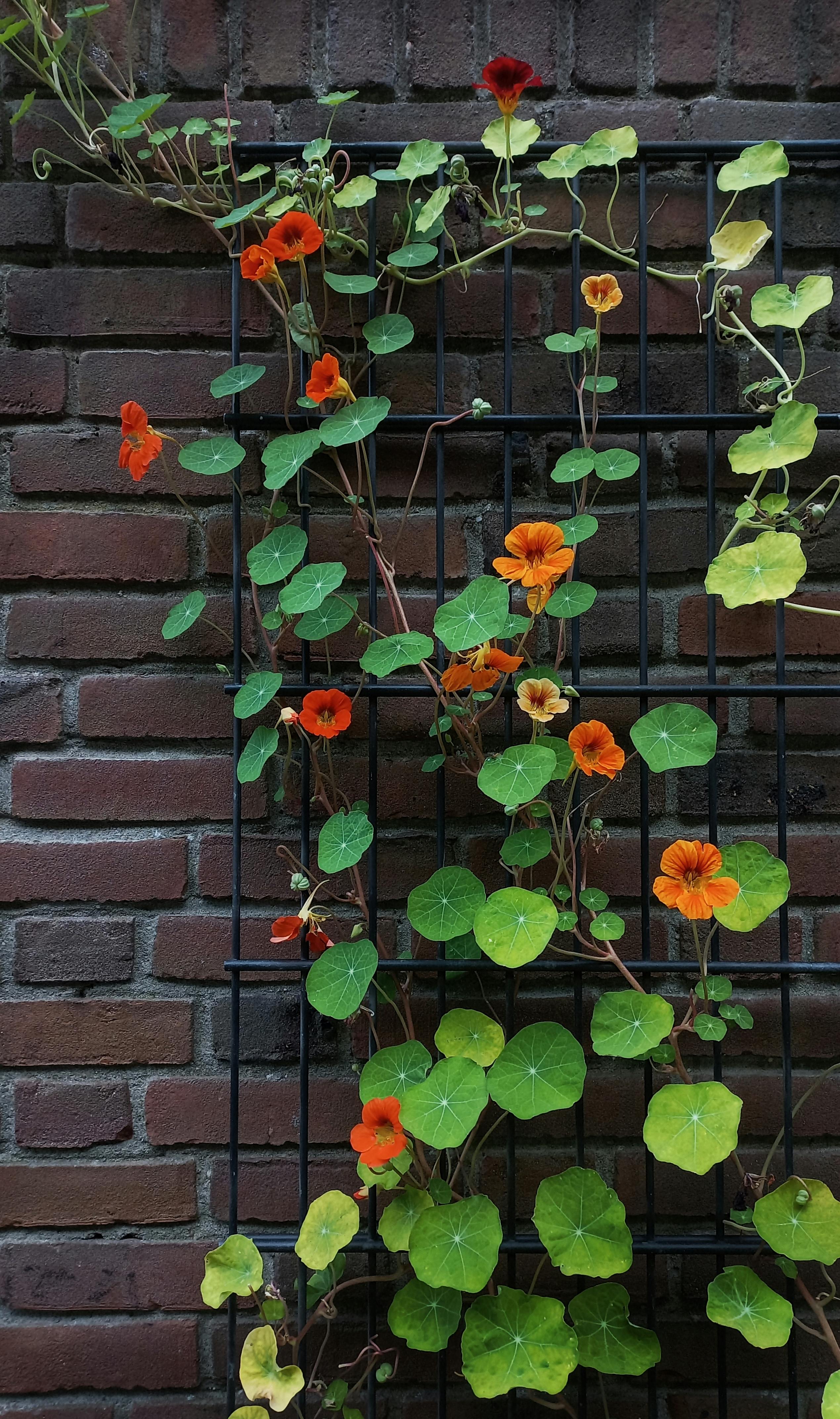 Vine And Flowers Photos, Download The BEST Free Vine And Flowers Stock ...