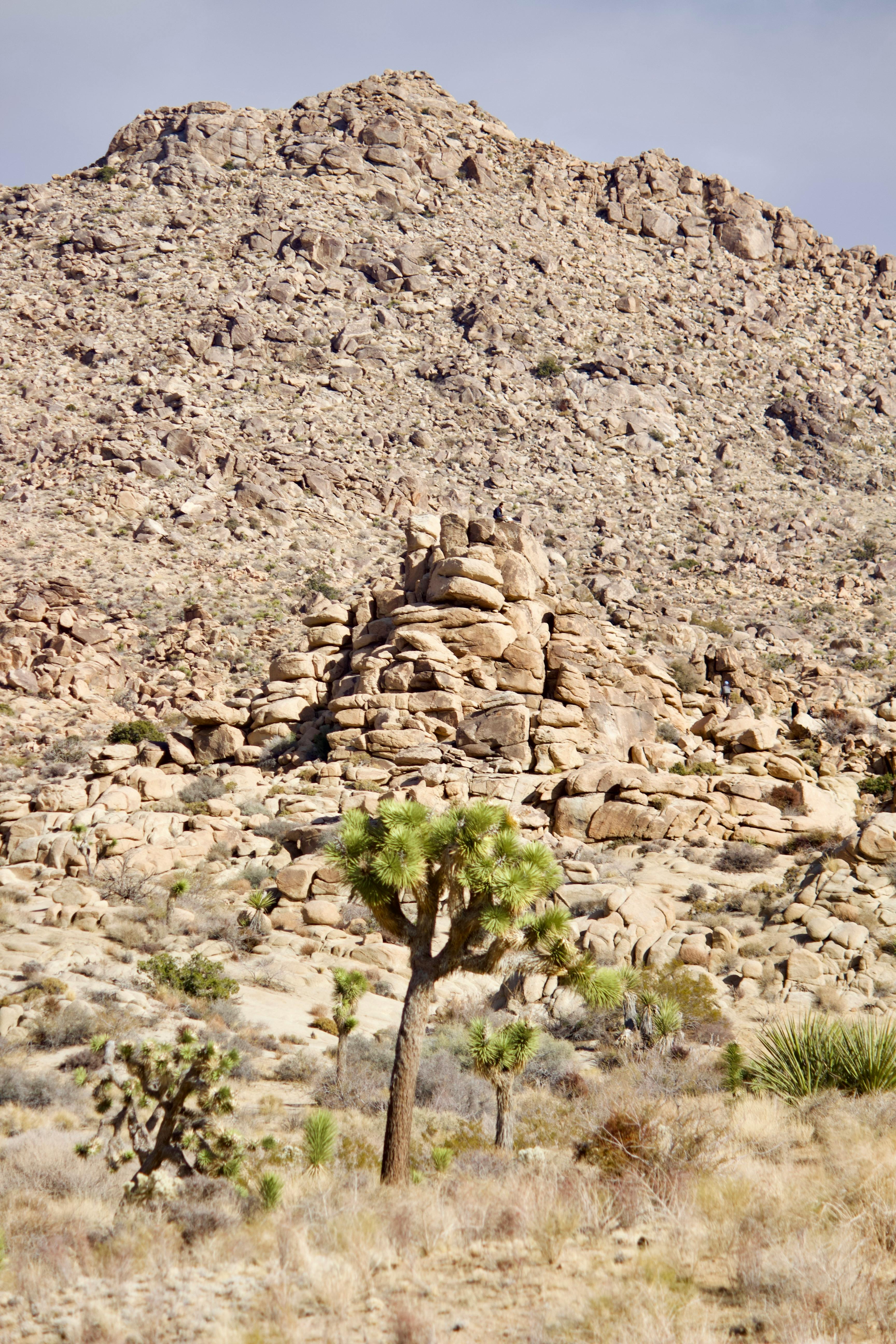 Rock Formations at Joshua Tree National Park · Free Stock Photo