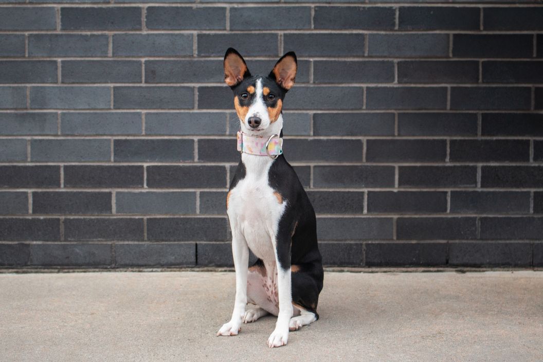 The Complete Guide to Longdogs: Everything You Need to Know