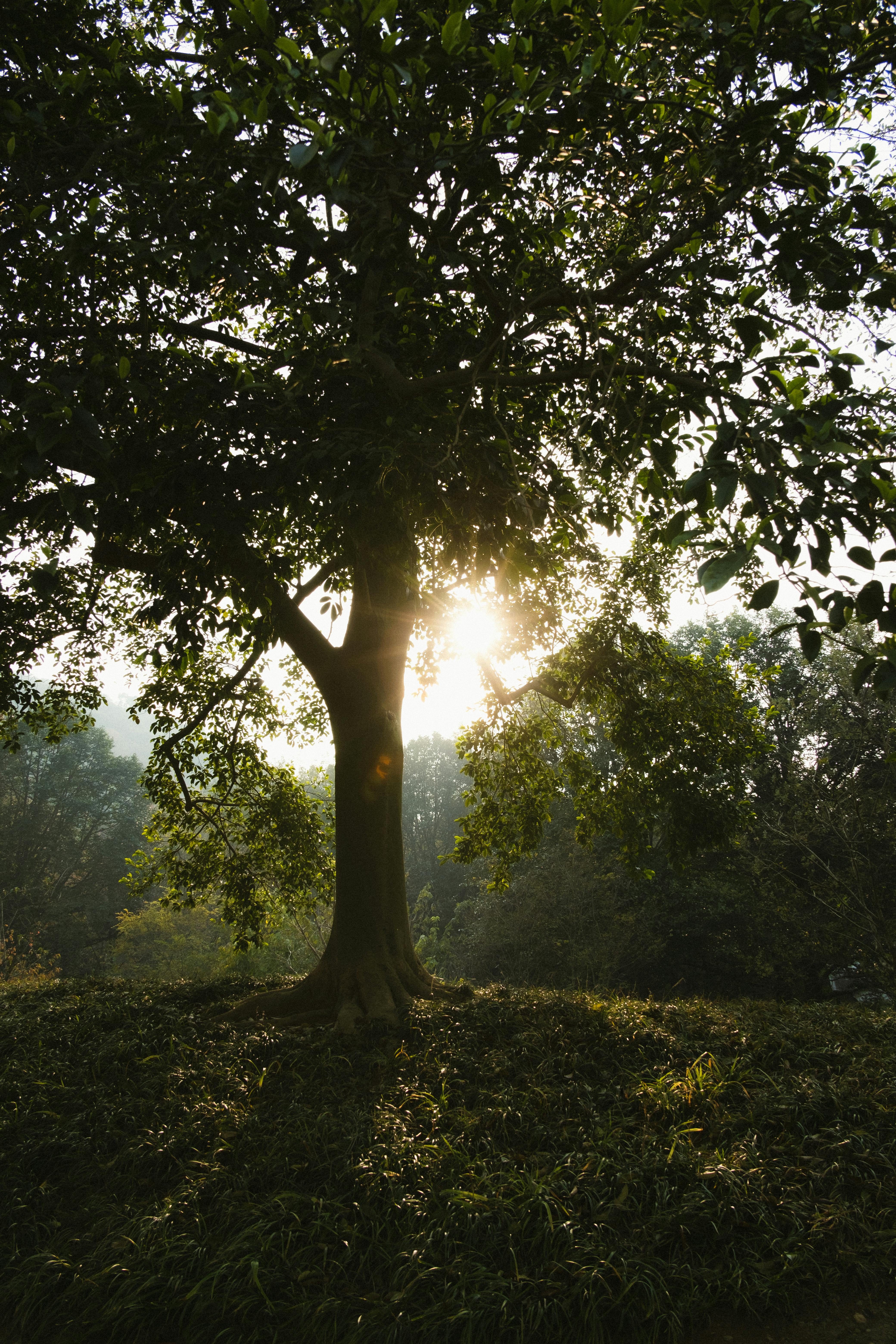 Sunset Sunlight behind Tree · Free Stock Photo