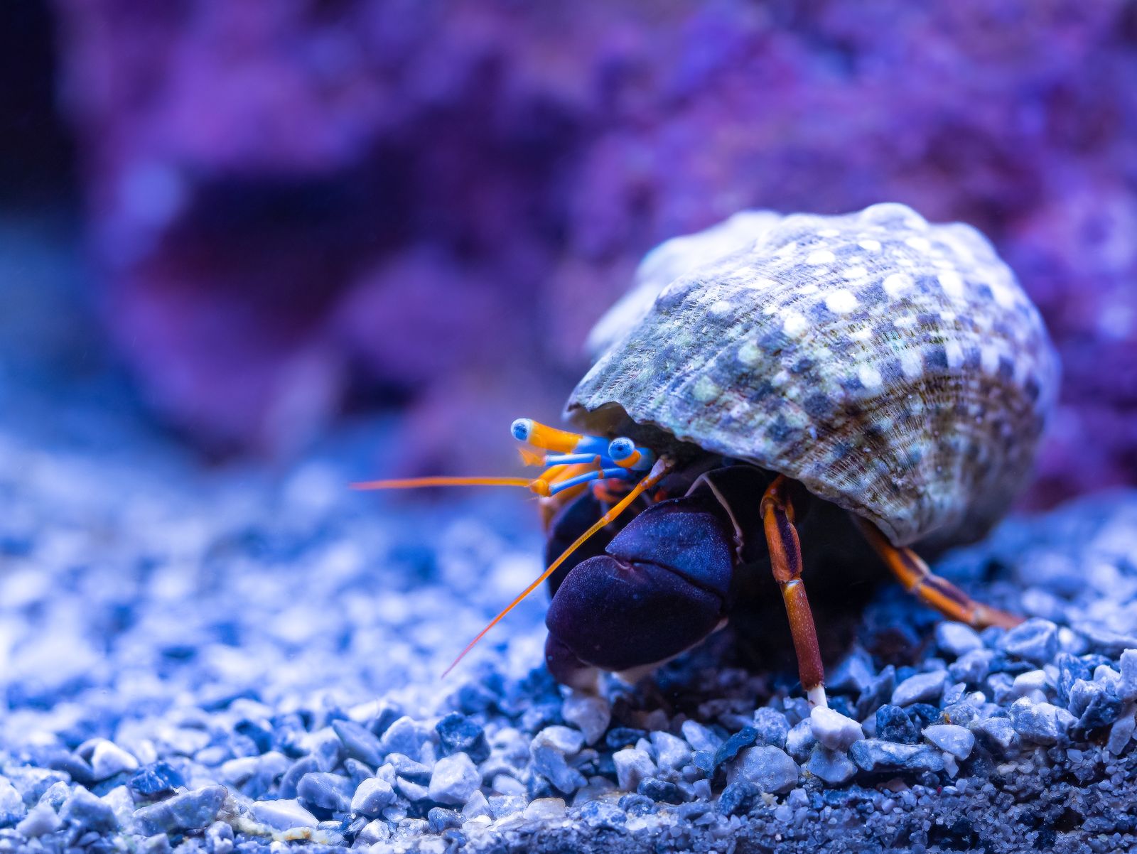 Hermit Crab Photos, Download The BEST Free Hermit Crab Stock Photos ...