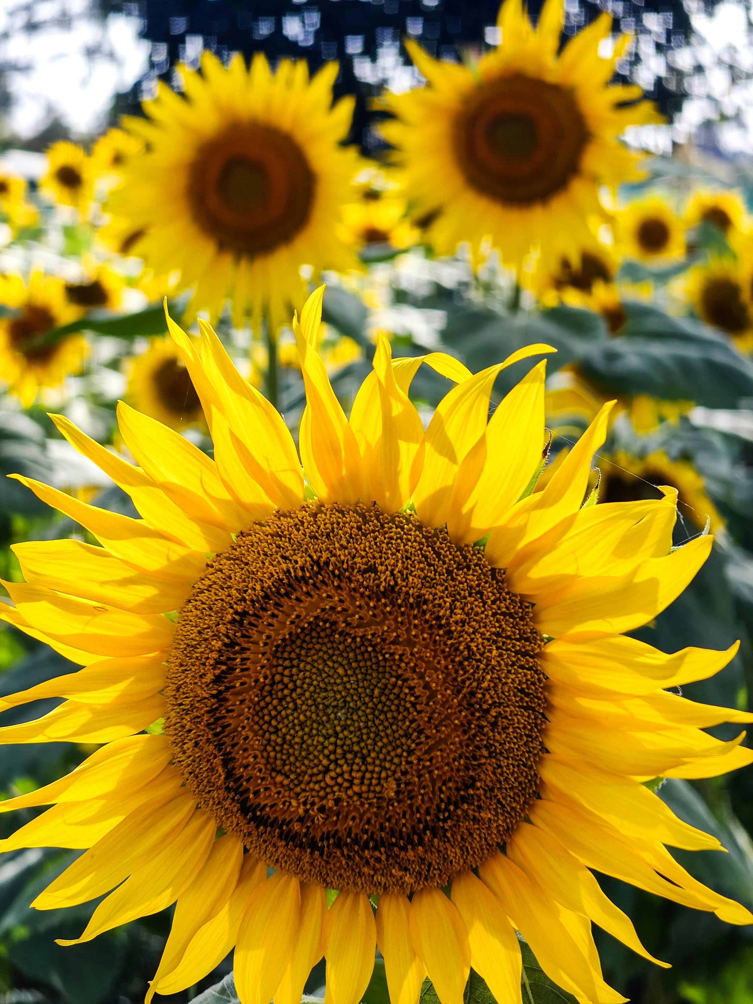 Nature Flowers Photos, Download The BEST Free Nature Flowers Stock ...