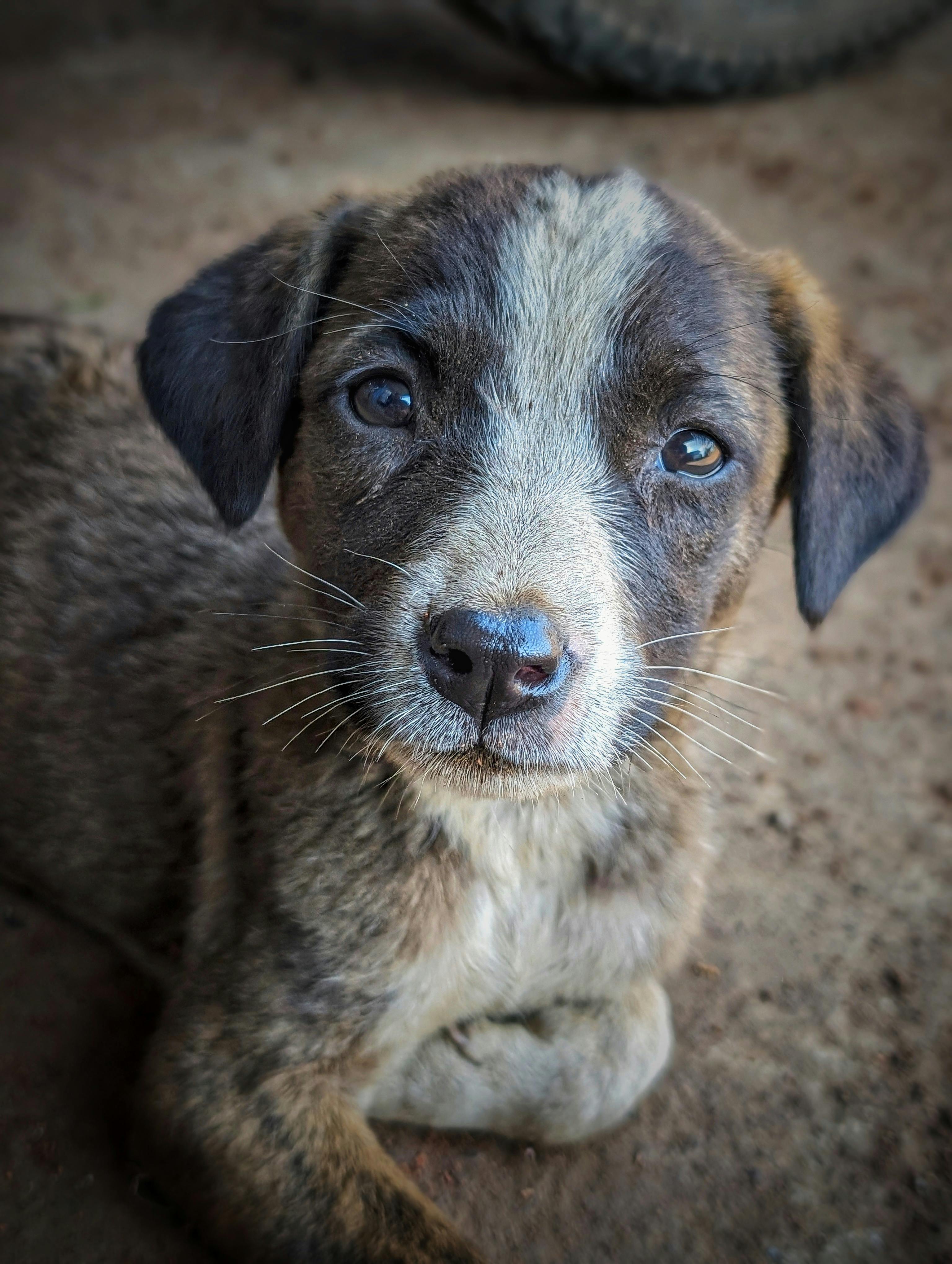 Brown and White Border Collie Mix Puppy · Free Stock Photo