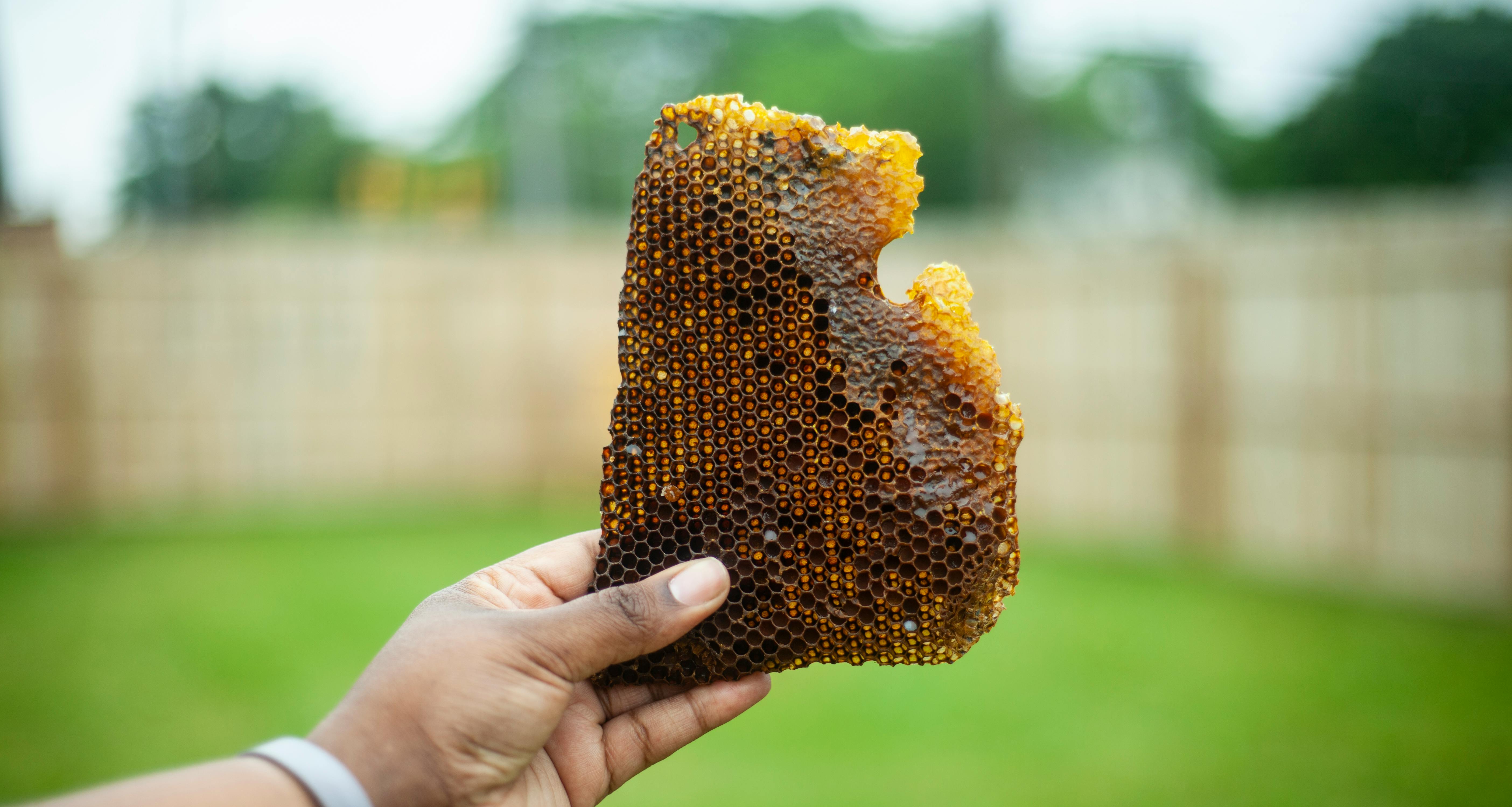 Free stock photo of bee, beekeeping, bees - Stock Image - Everypixel
