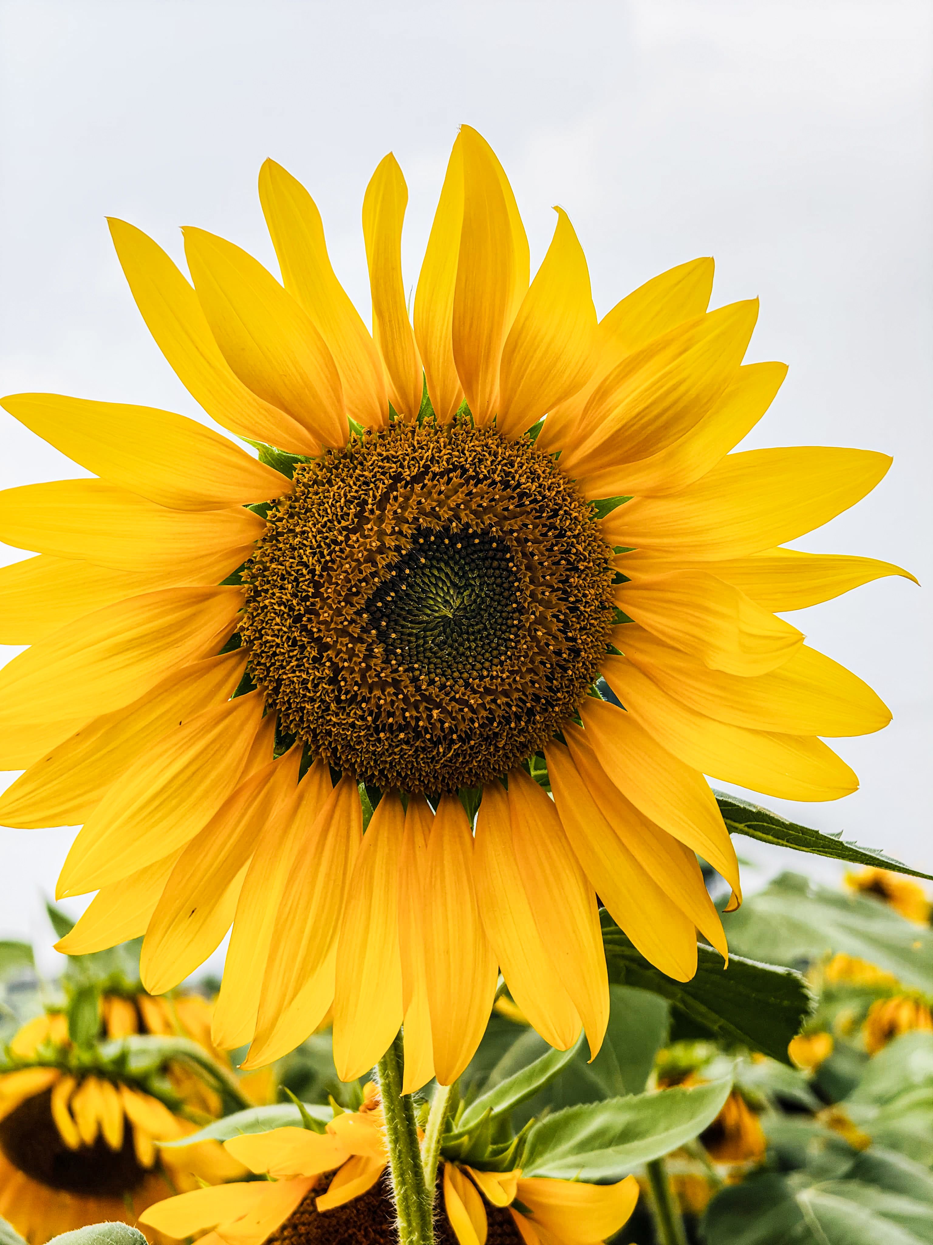 Close-Up Photo of Sunflower · Free Stock Photo