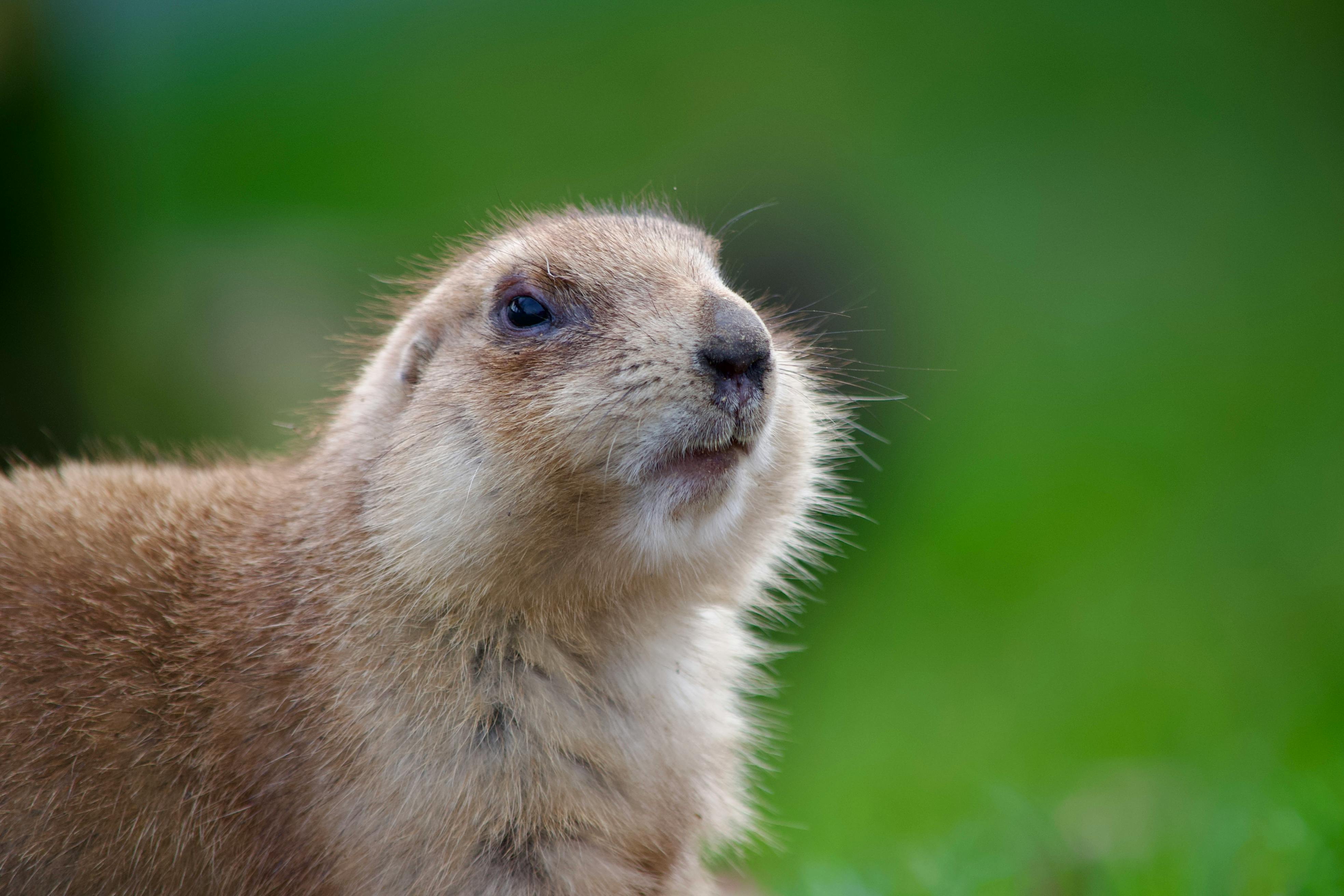 Close-up of a Prairie Dog · Free Stock Photo