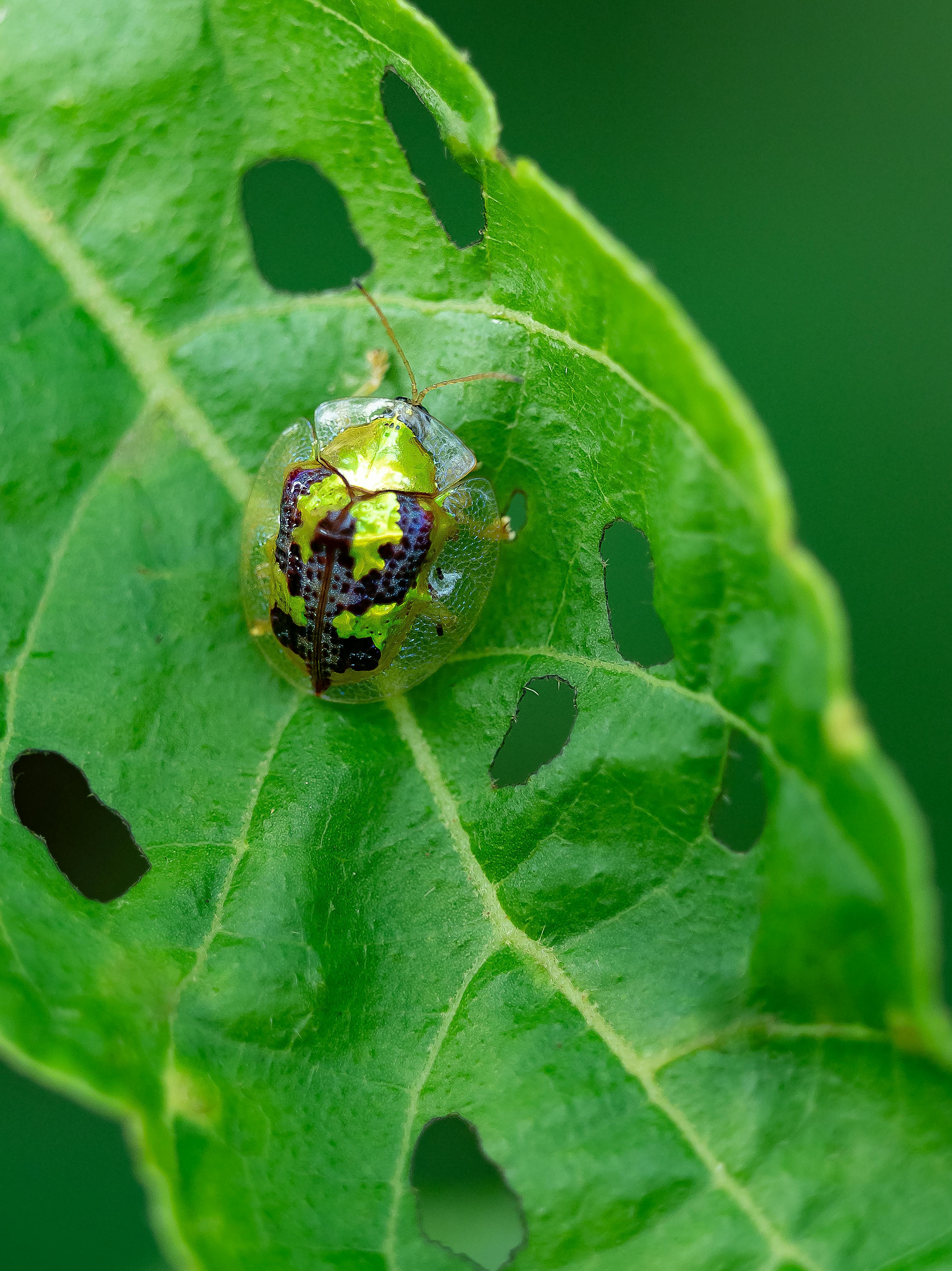 Bug on Green Leaf · Free Stock Photo