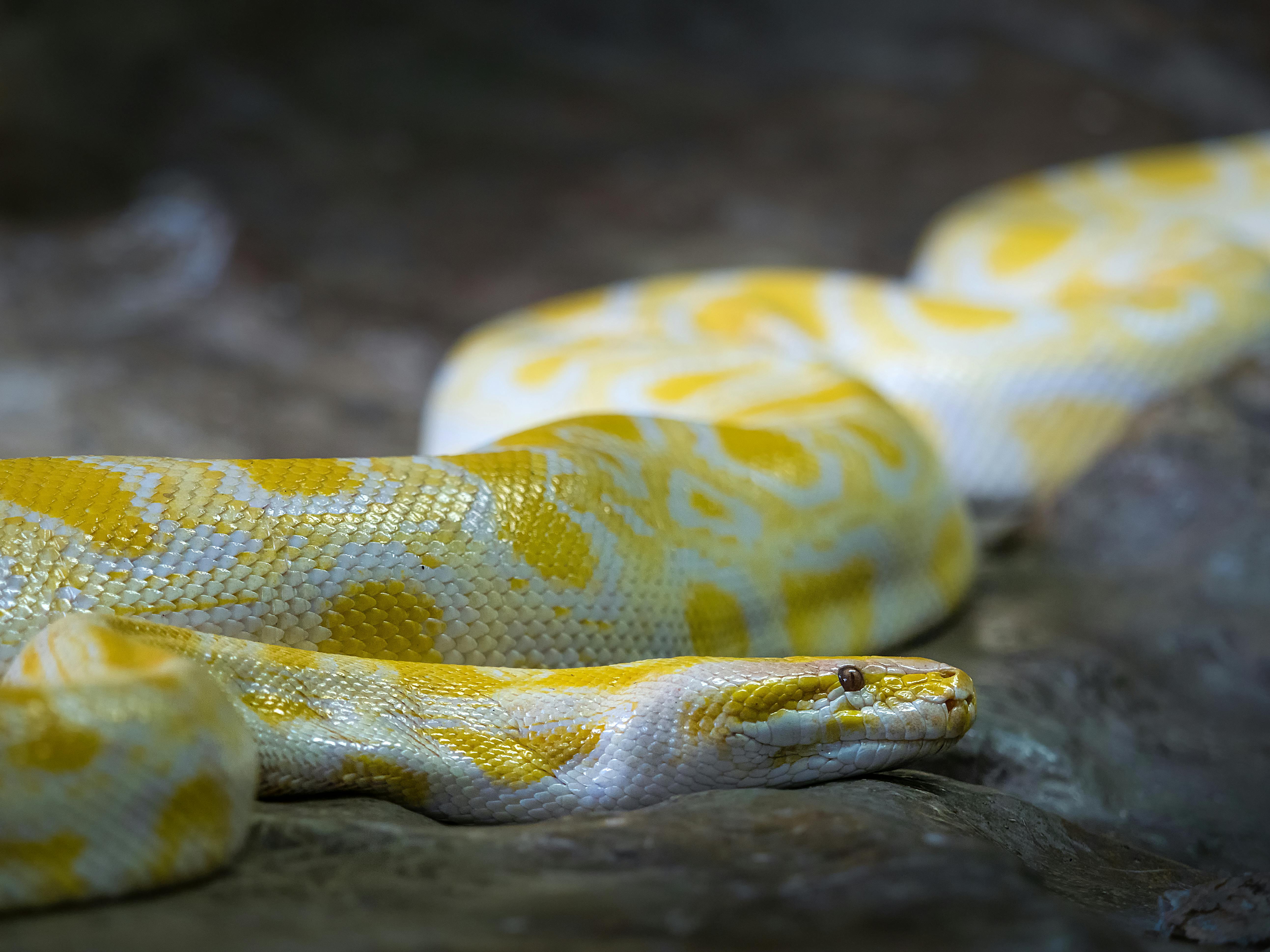 Python On White Surface Photos, Download The BEST Free Python On White ...