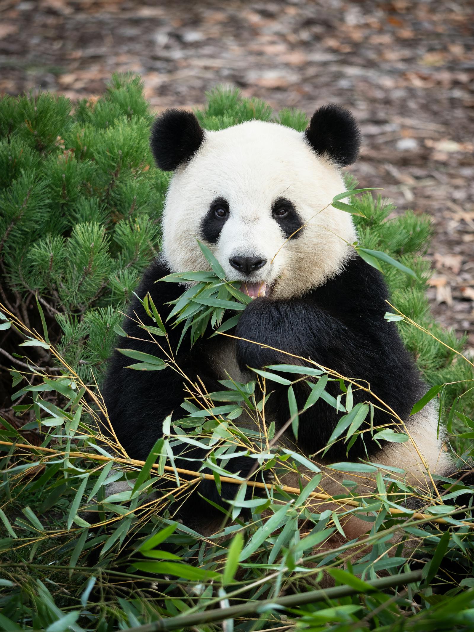 400+ Best Panda Photos · 100% Free Download · Pexels Stock Photos