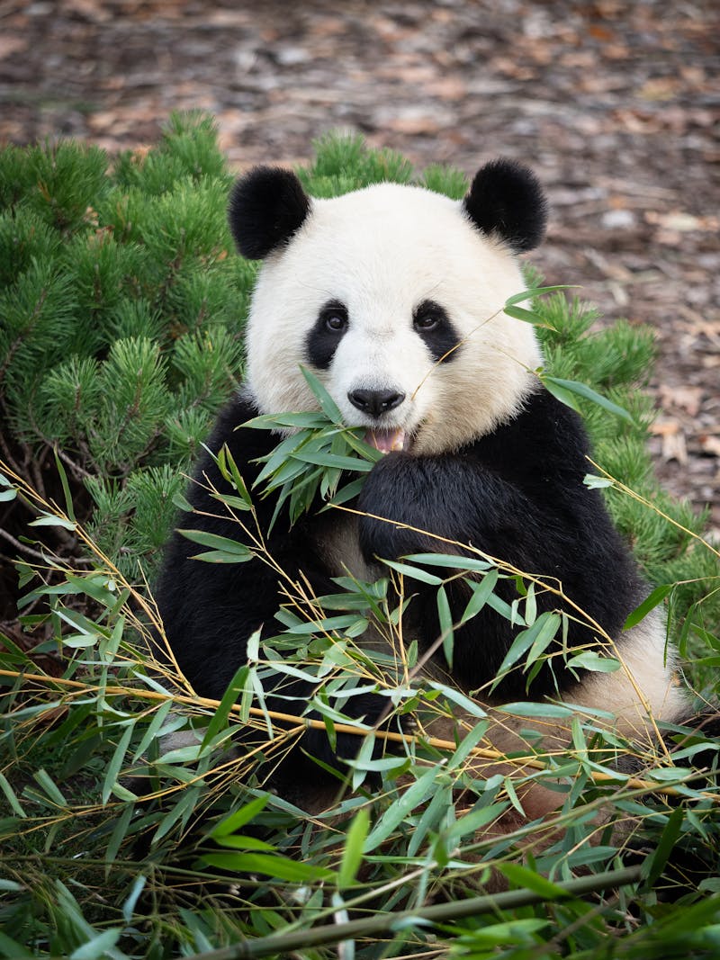 400+ Best Panda Photos · 100% Free Download · Pexels Stock Photos