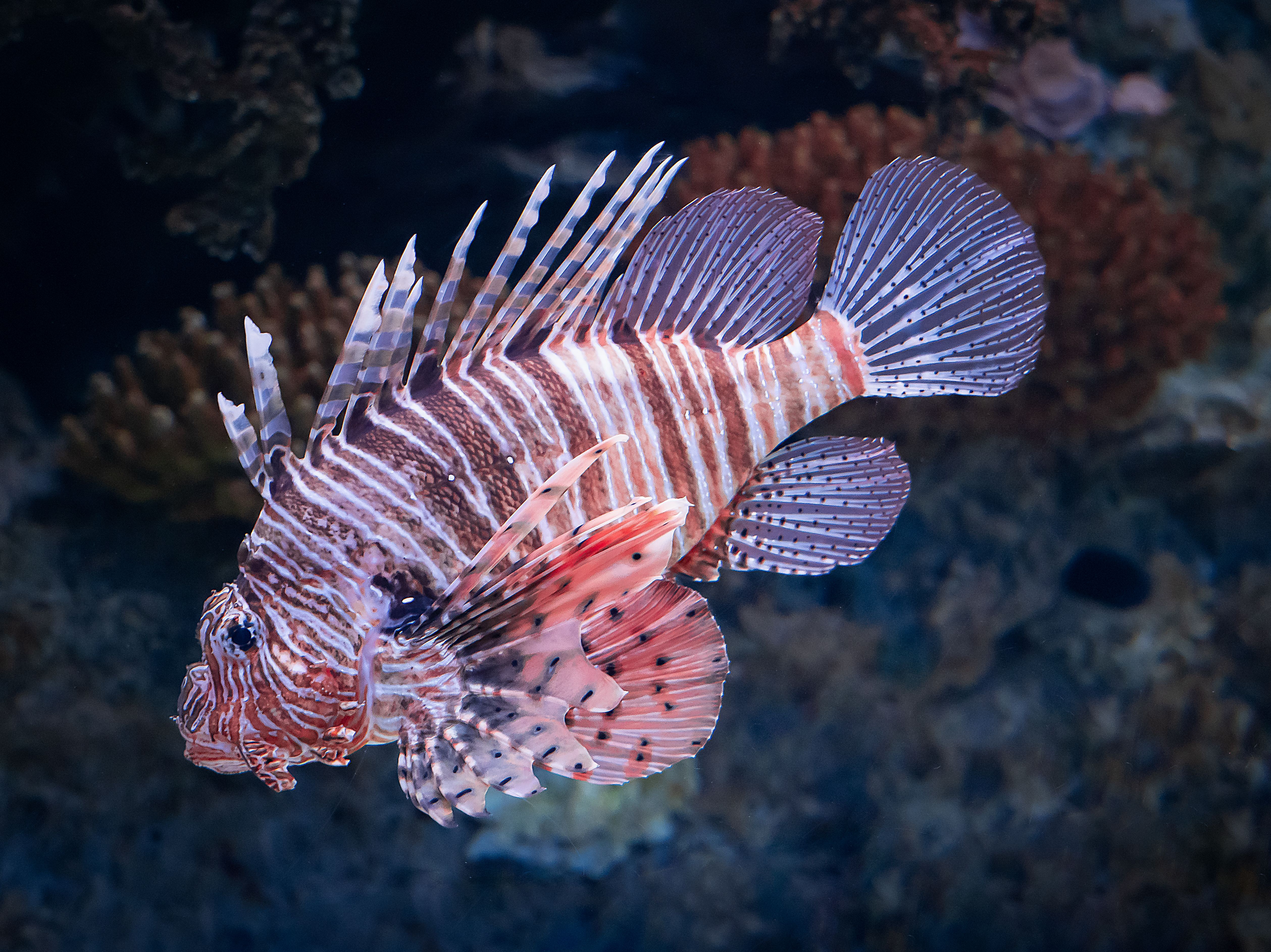 Foto de stock gratuita sobre a rayas, acuario, acuario de lisboa ...
