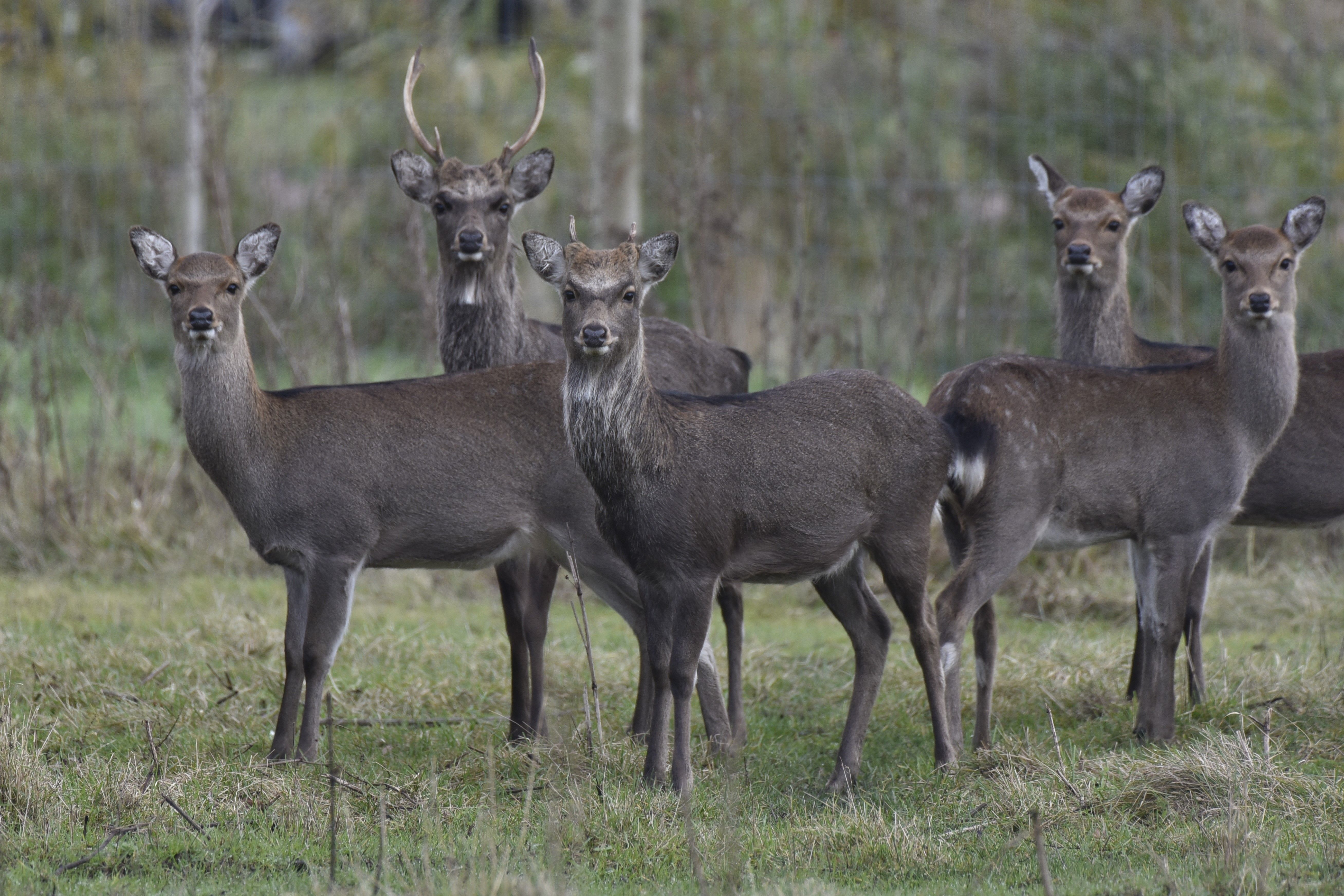 Deer Desktop Wallpaper Photos, Download The BEST Free Deer Desktop ...