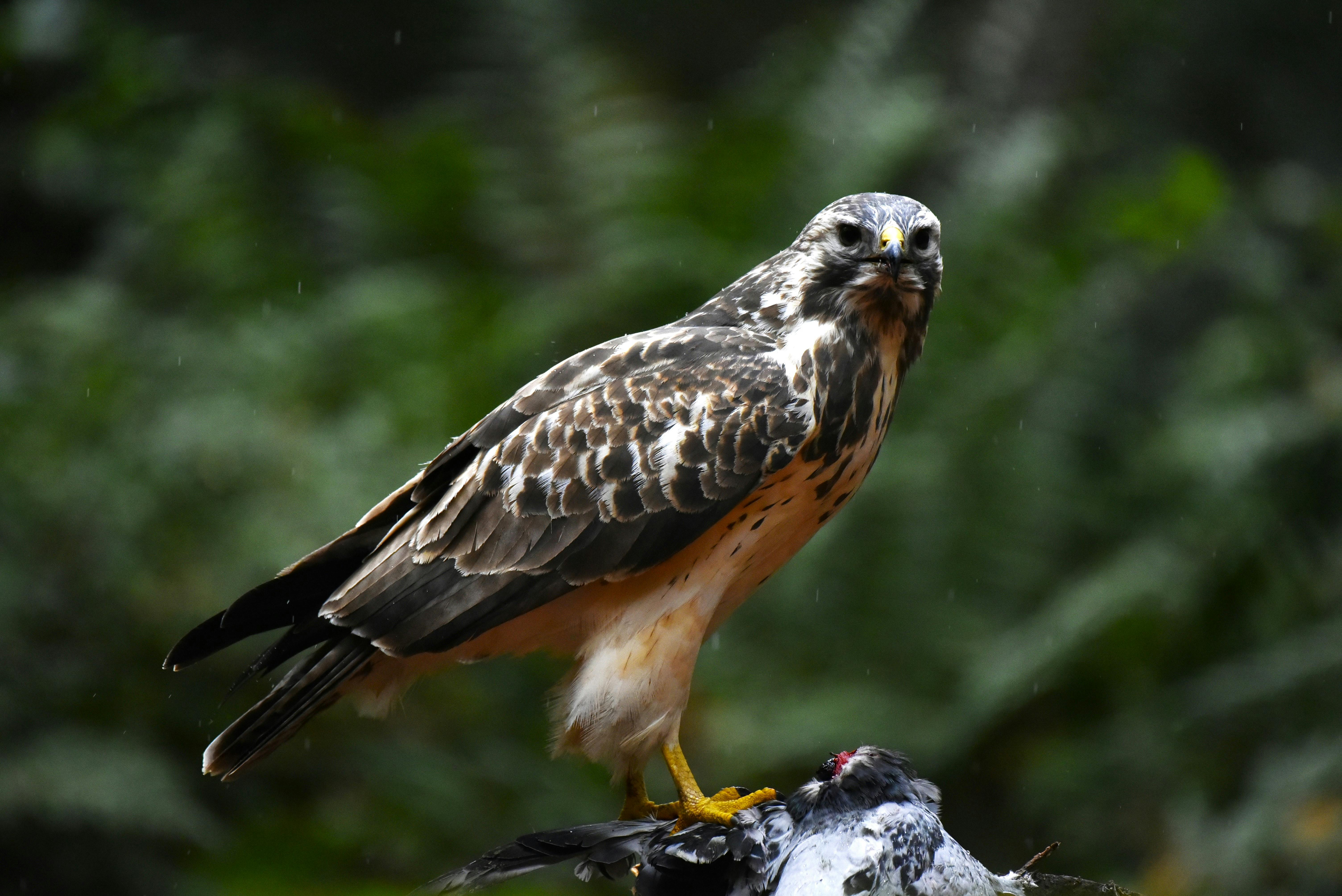 Hawk Wallpaper Photos, Download The BEST Free Hawk Wallpaper Stock ...