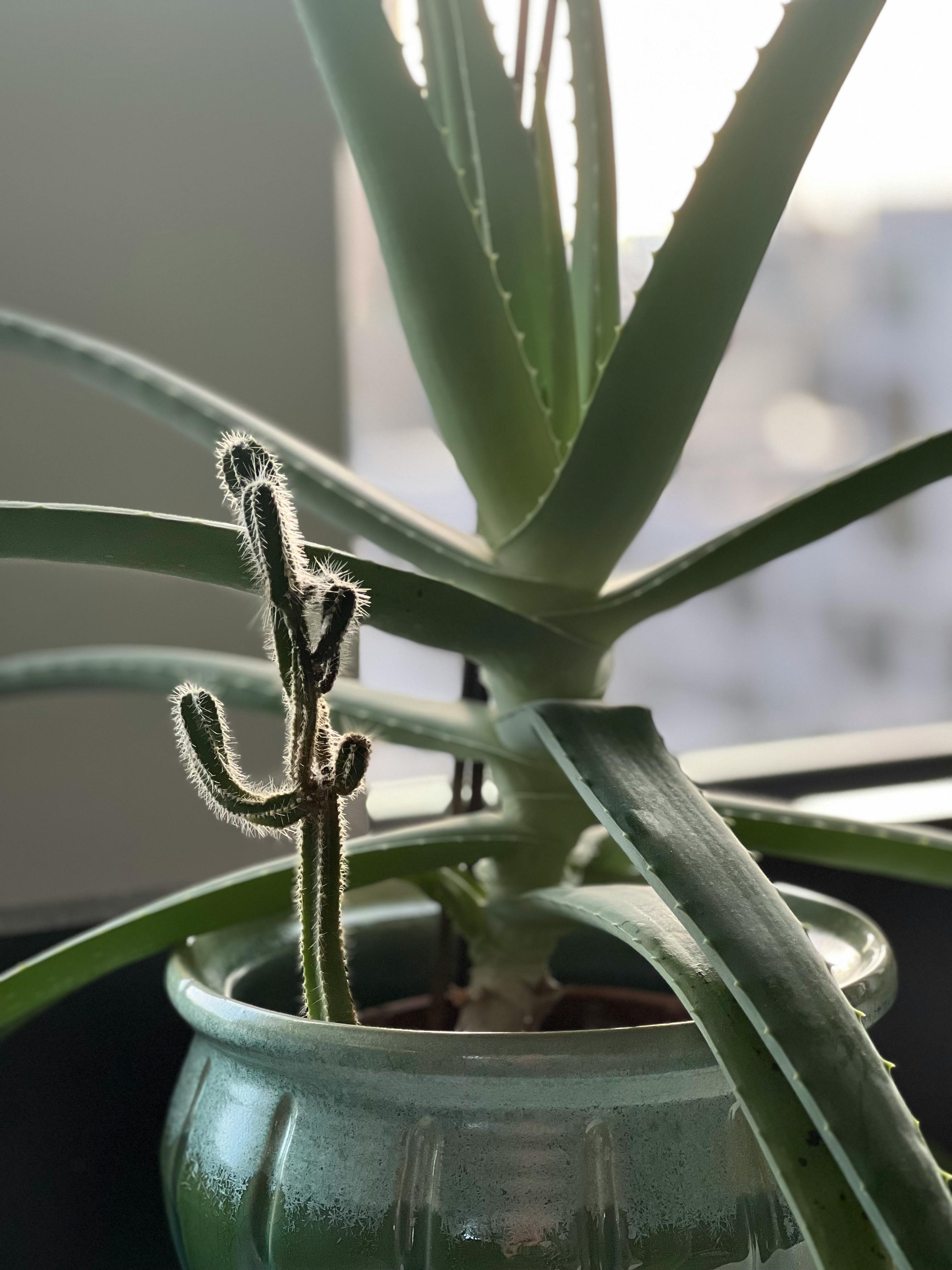 Green Snake Plant Close-up Photo · Free Stock Photo