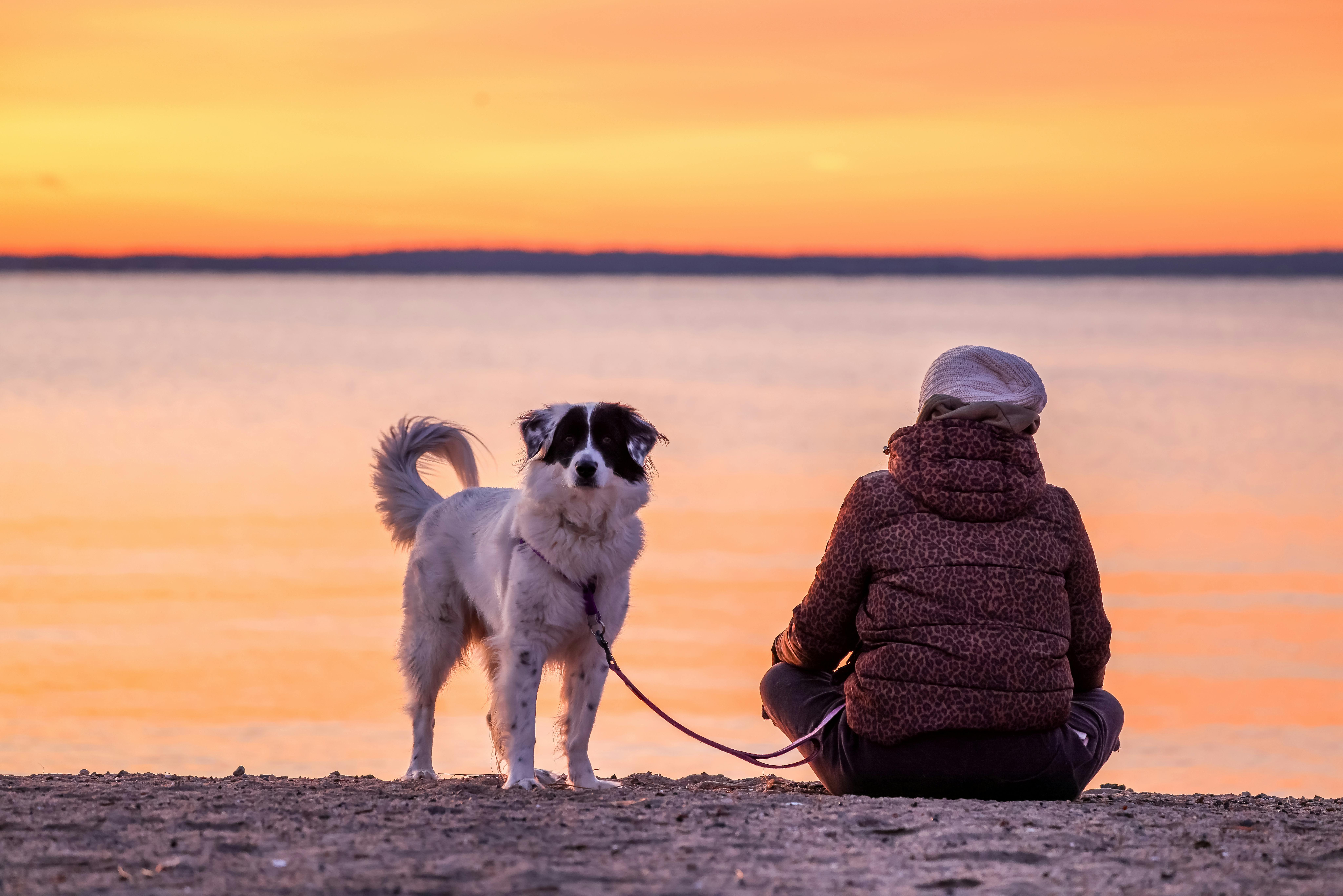 Watching the Sunset with a Dog on the Beach · Free Stock Photo