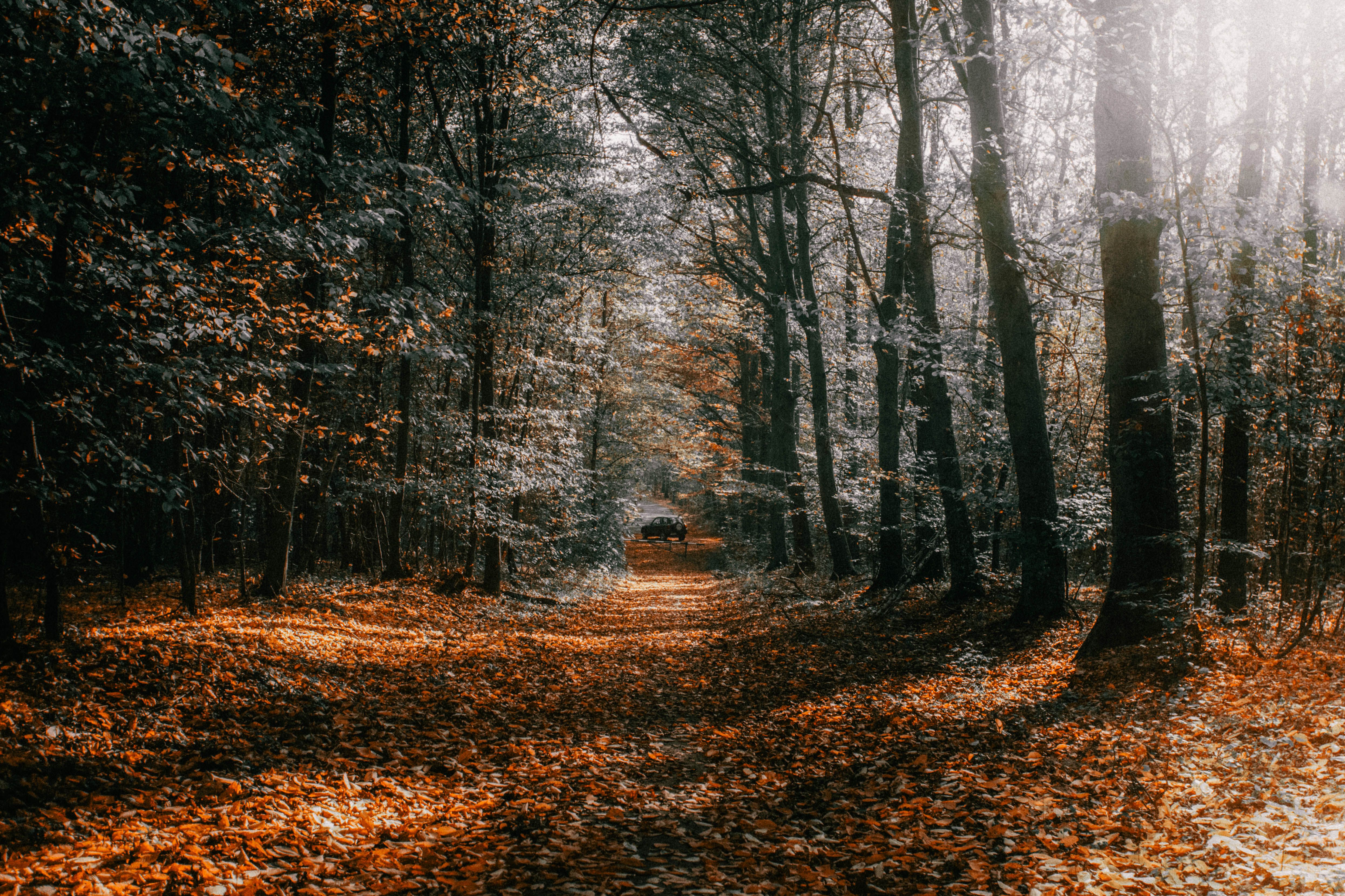Off-road Vehicle at the End of a Forest Road Covered with Autumn Leaves ...
