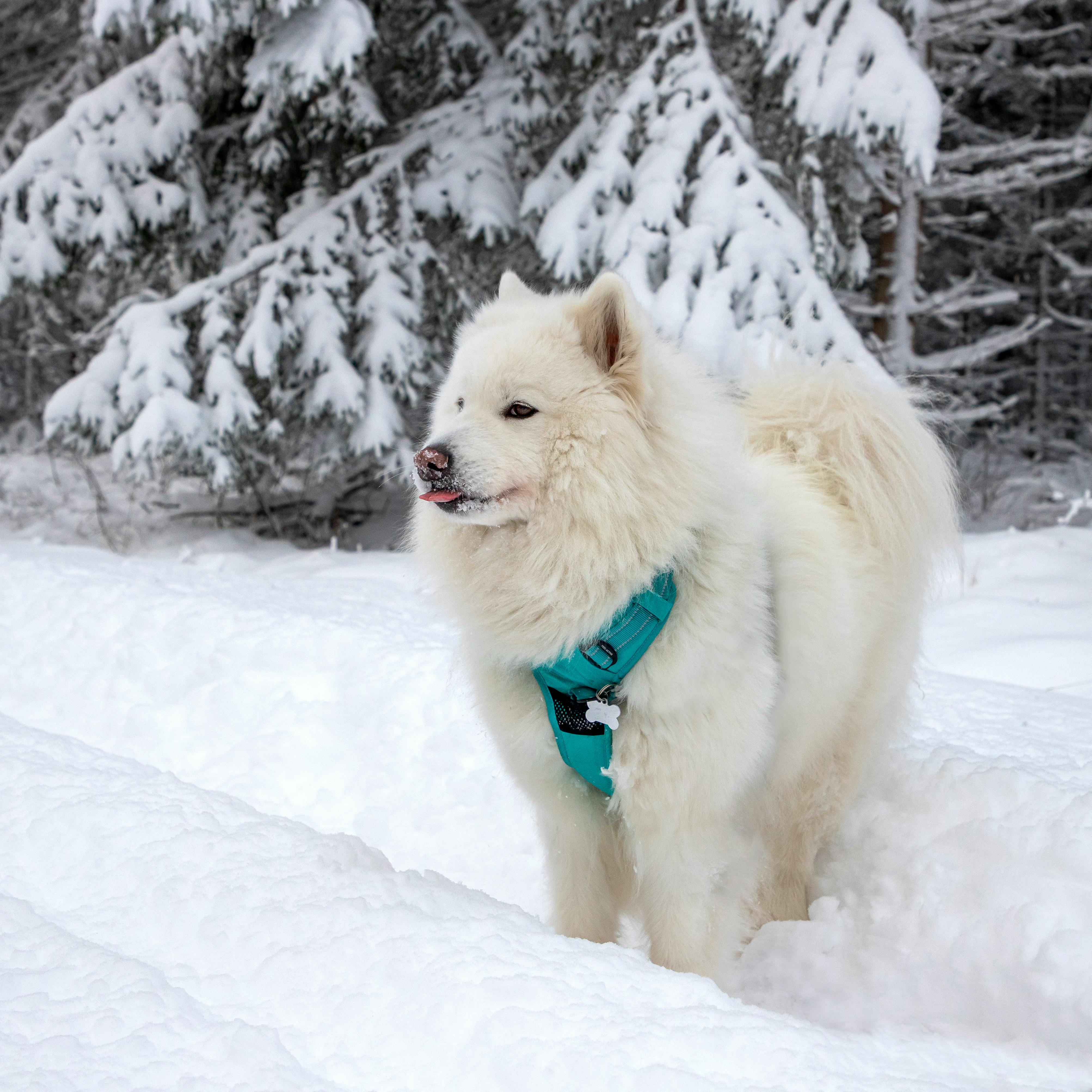 Eskimo Dog in Snow · Free Stock Photo