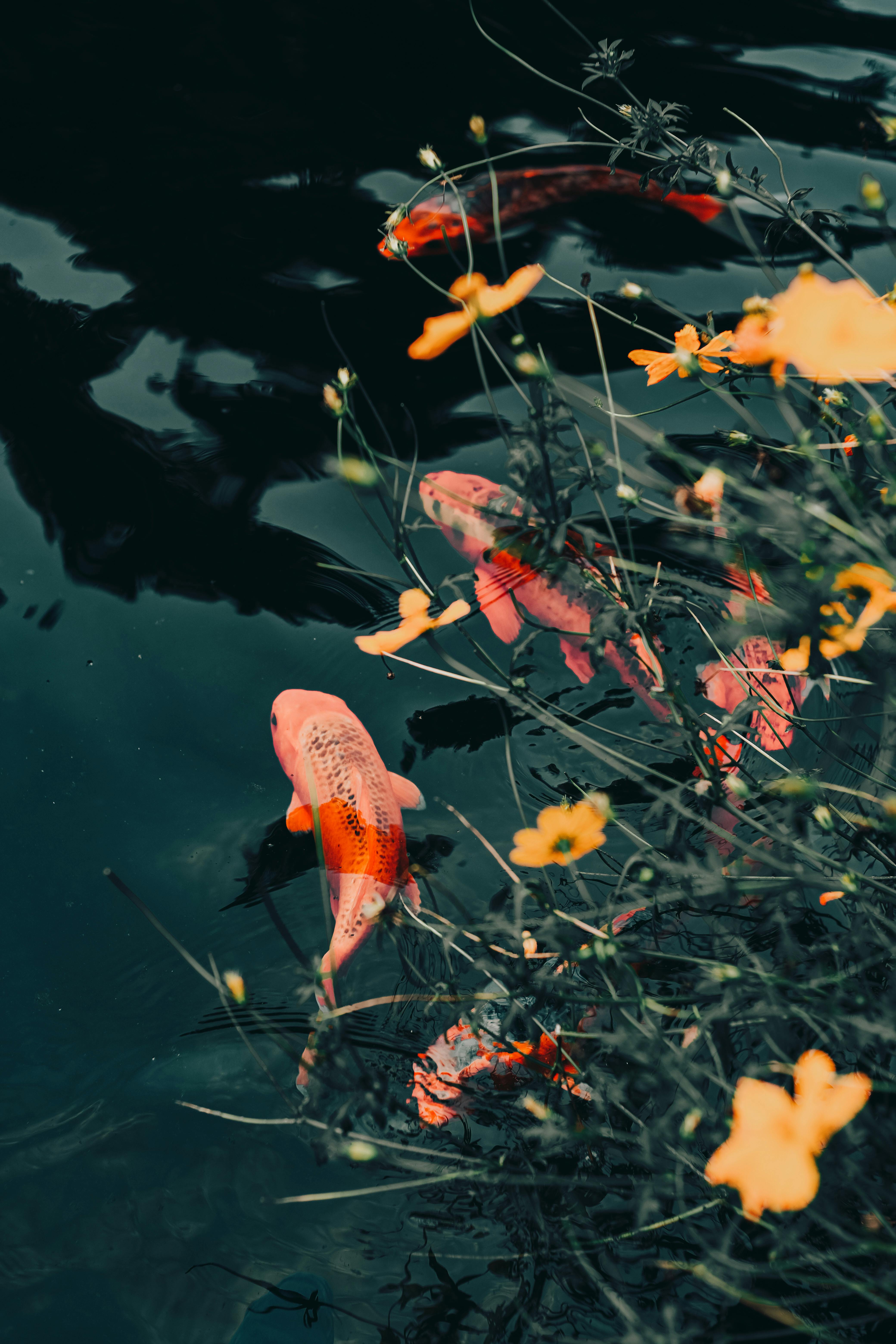 Decorative Koi Fish · Free Stock Photo