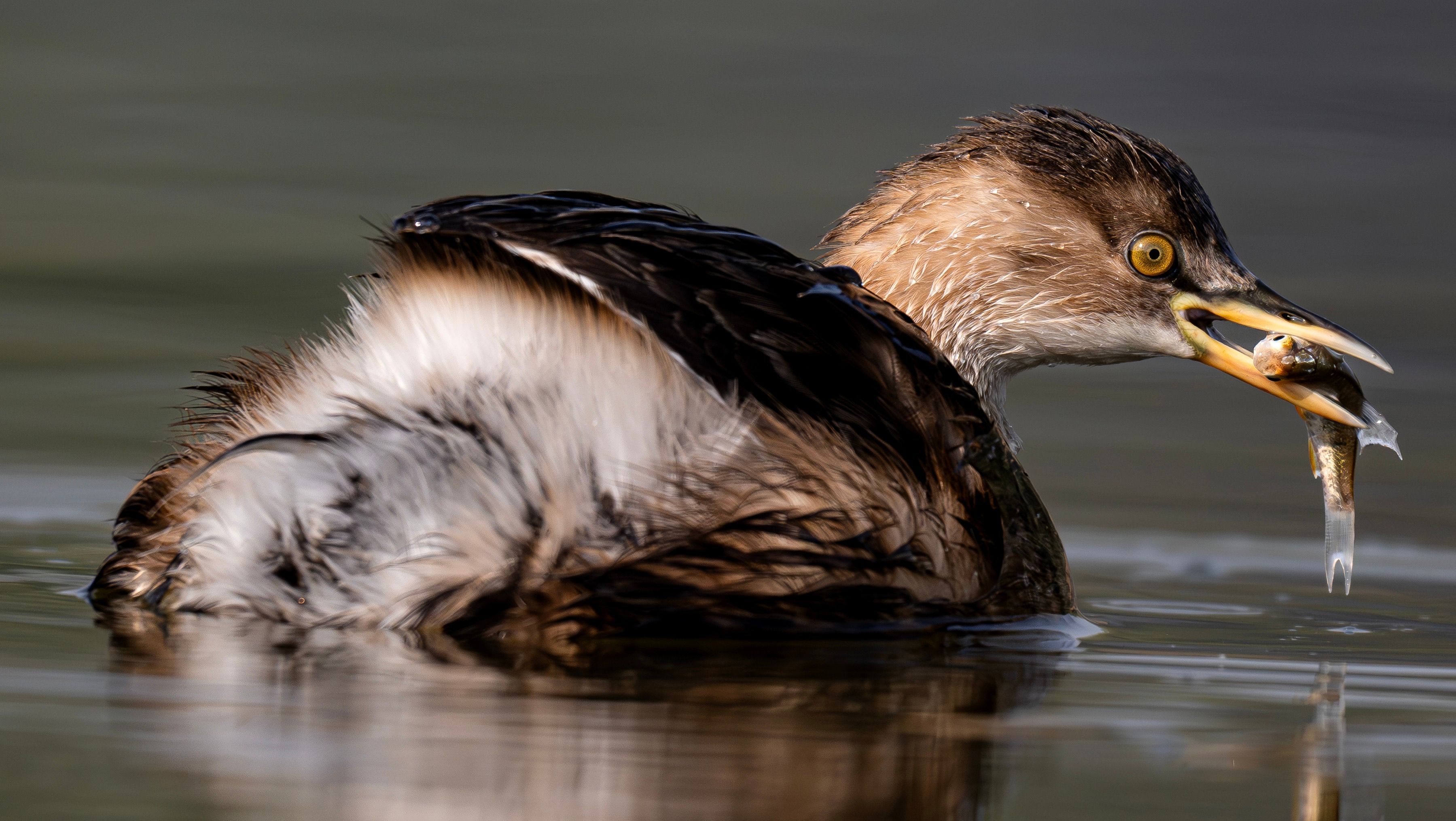 Photo gratuite de @extérieur, animal, animal sauvage, aviaire, chasser ...