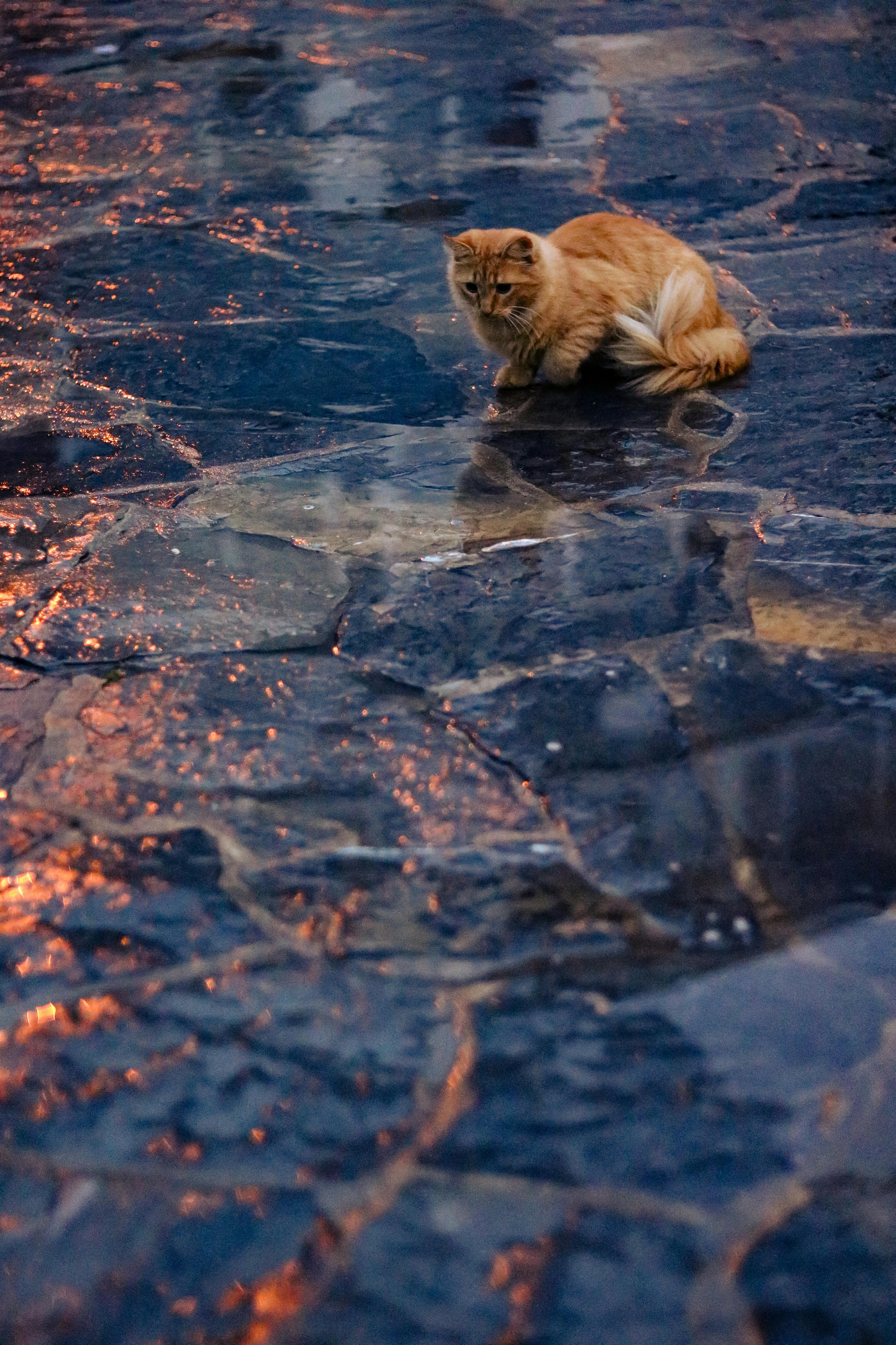 Kitten Sitting in a Puddle · Free Stock Photo