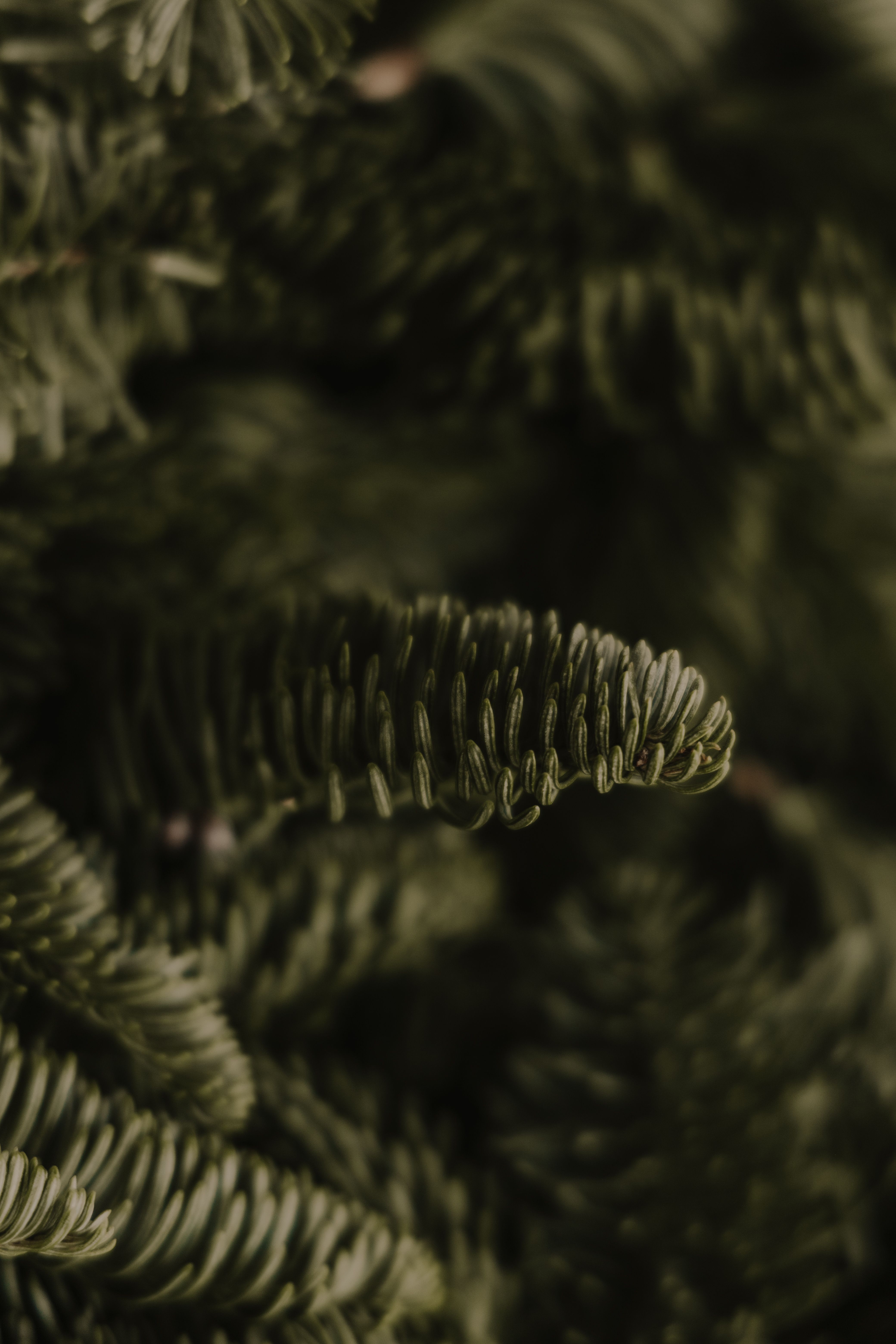 Evergreen, Coniferous Needles · Free Stock Photo